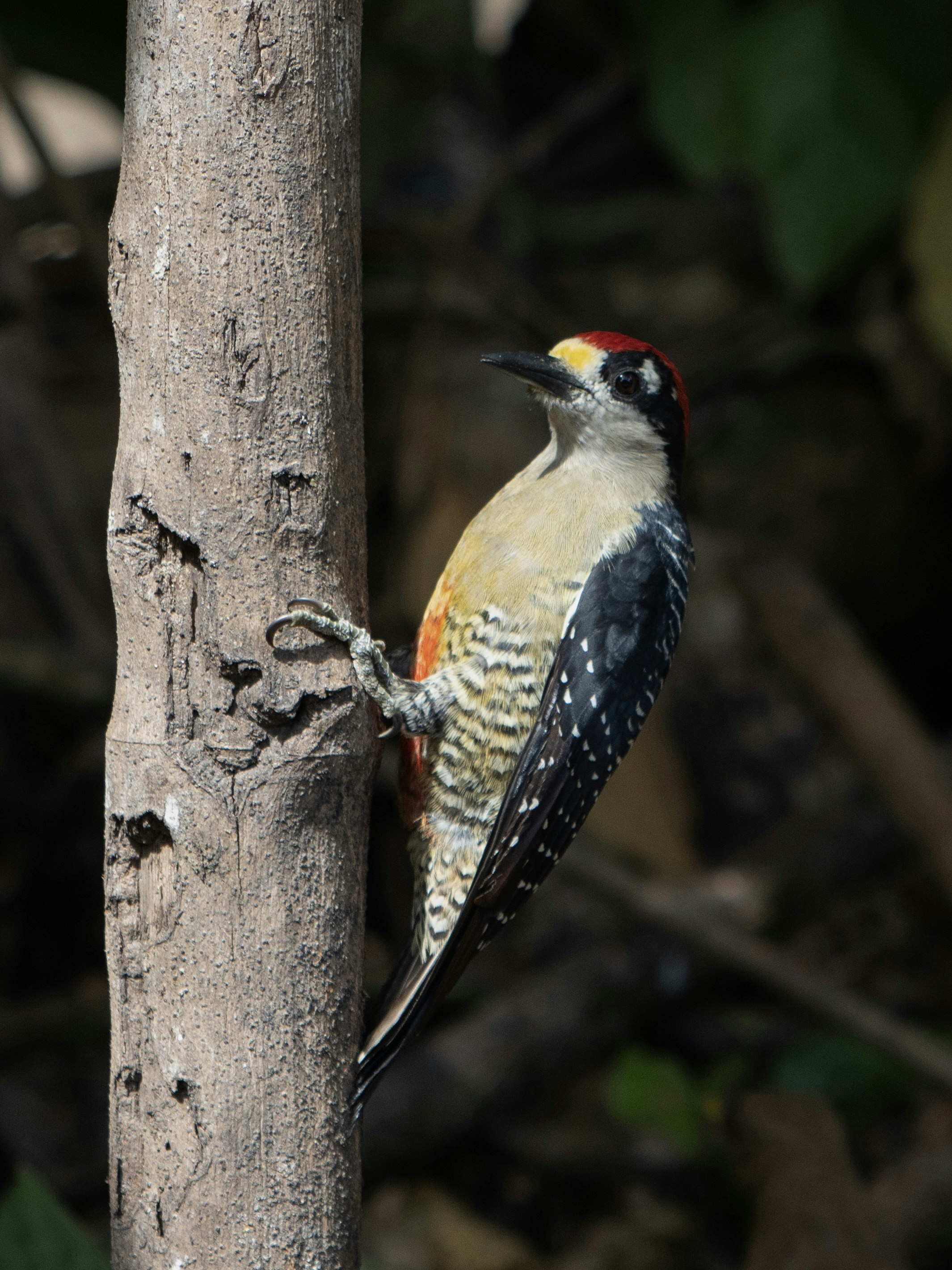 Crimson Crowned Woodpecker Clings to a Weathered Trunk