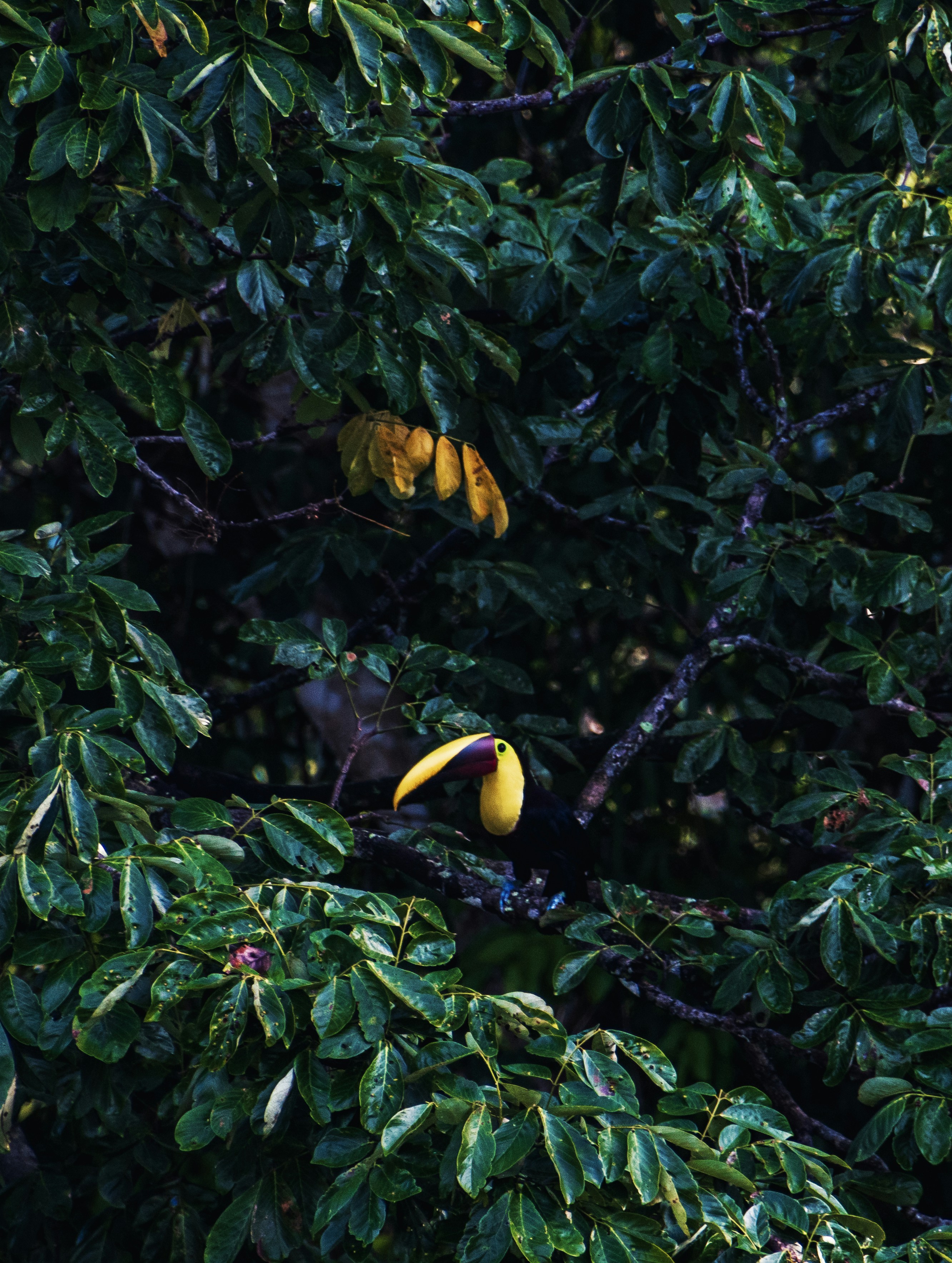 Gilded Beak Hidden in a Dense Green Canopy
