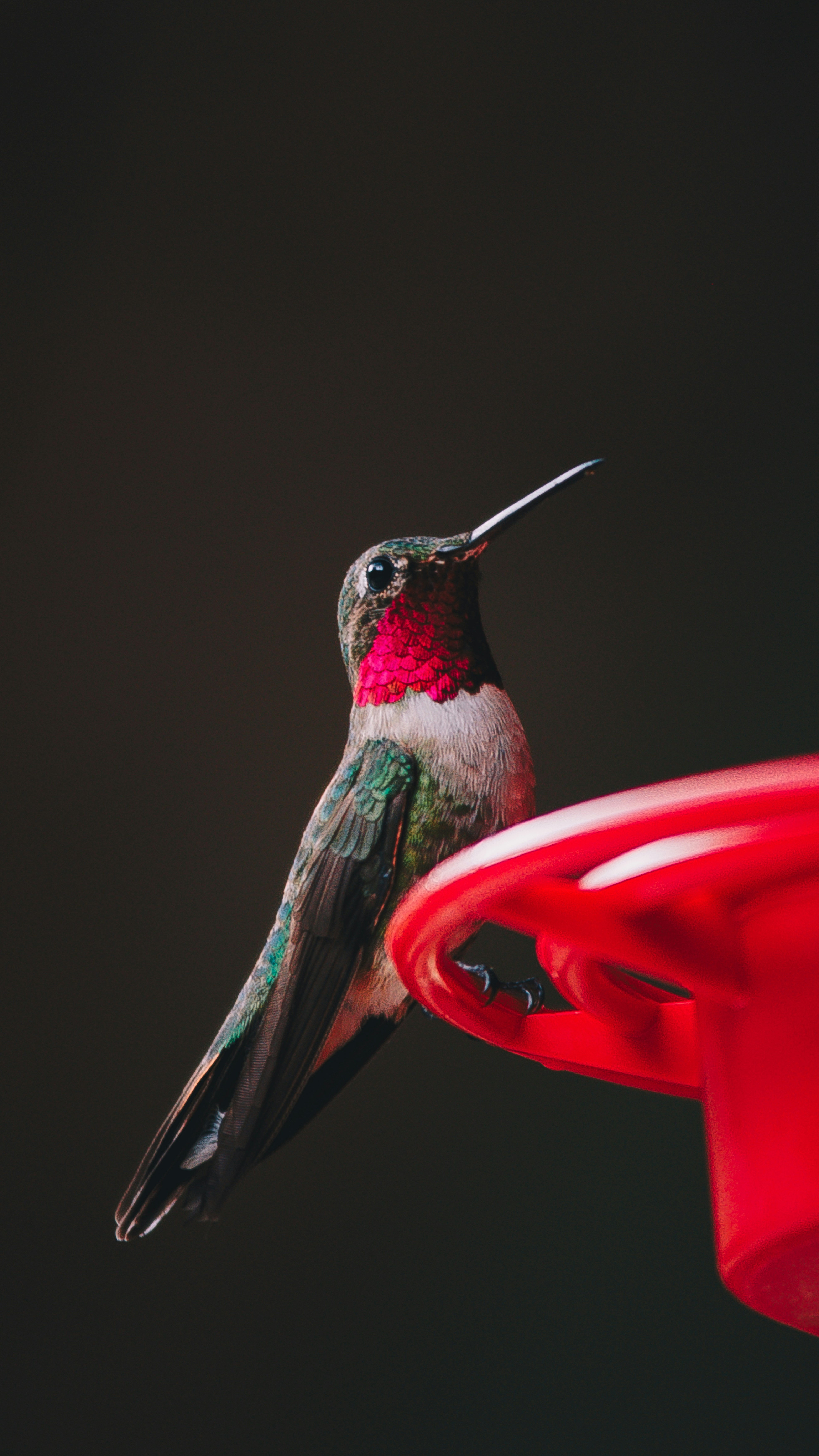 A hummingbird perches on a red feeder photo – Free Helen hunt falls ...