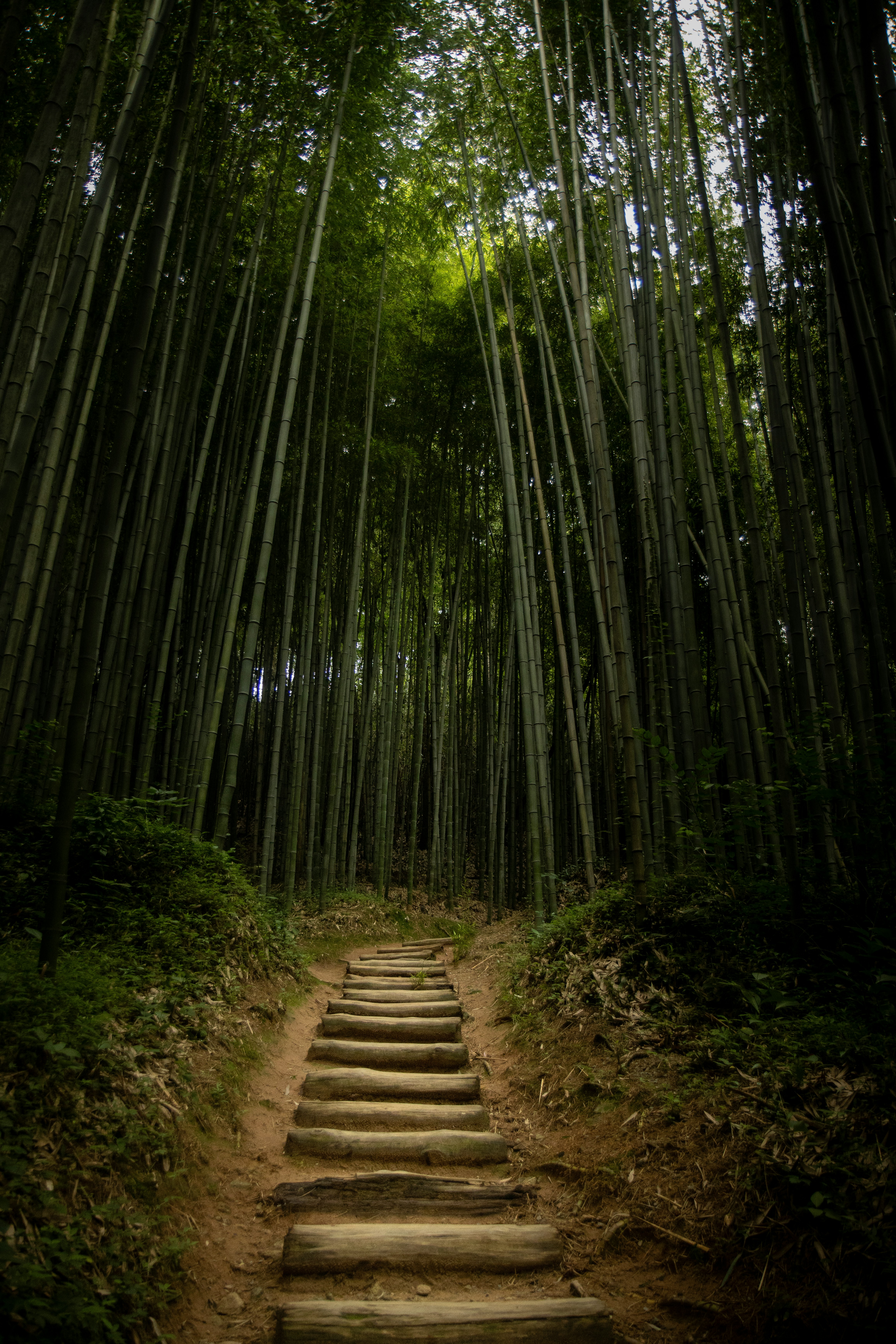 Staircase Through a Bamboo Cathedral Toward a Dappled Summit