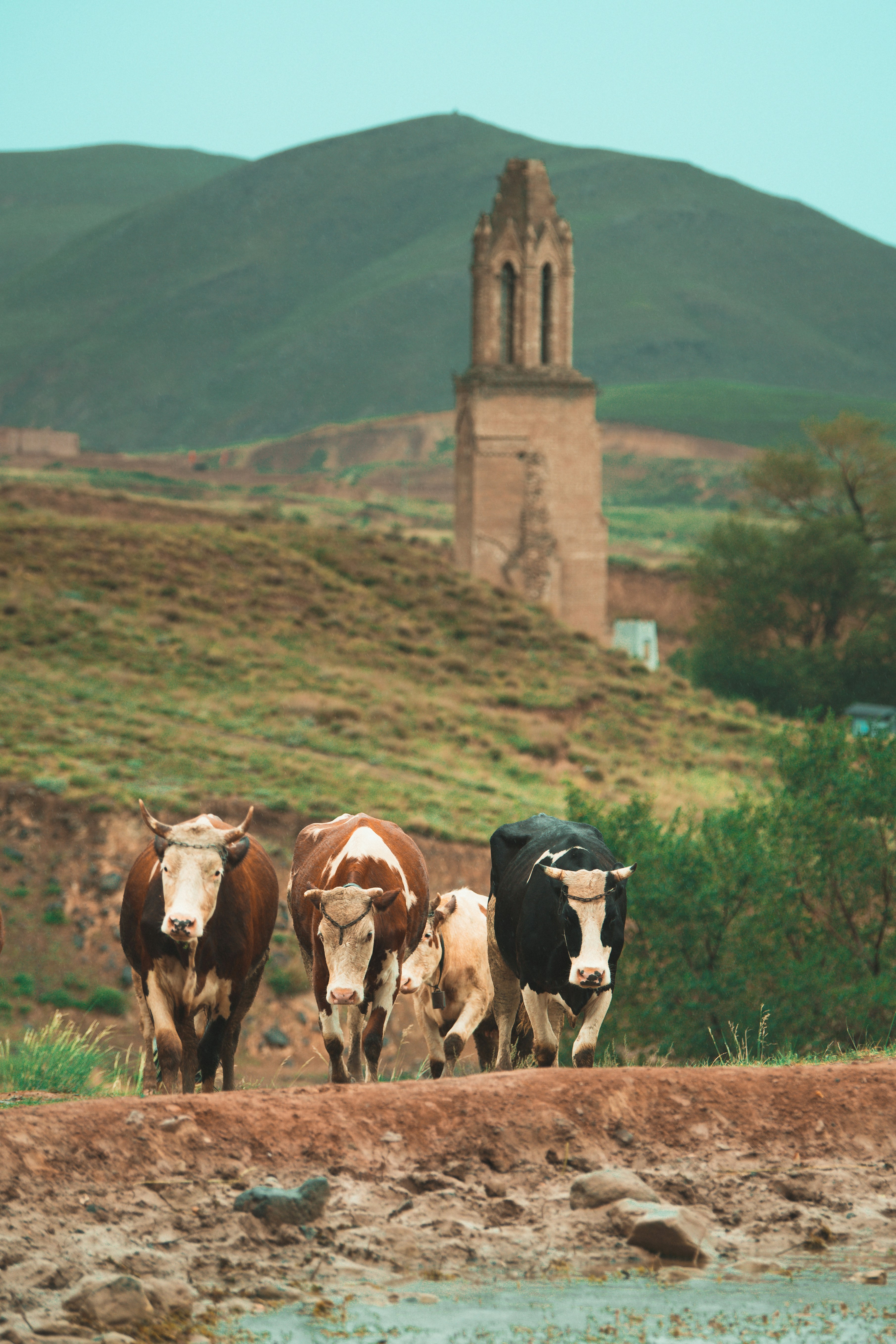 Cattle Parade at the Foot of a Weathered Bell Tower