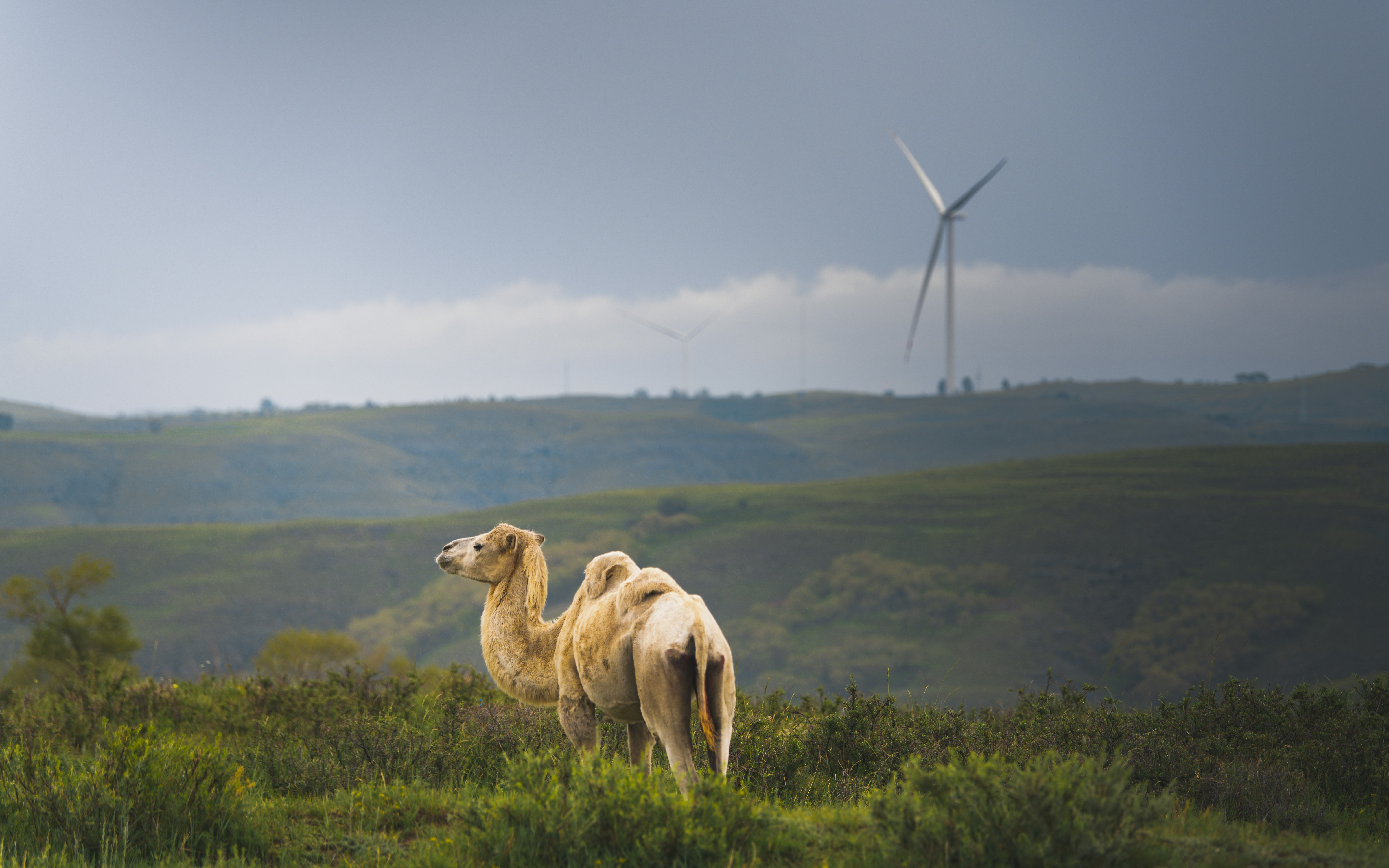Across the Moor: Two Camels and a Lone Wind Turbine on the Horizon