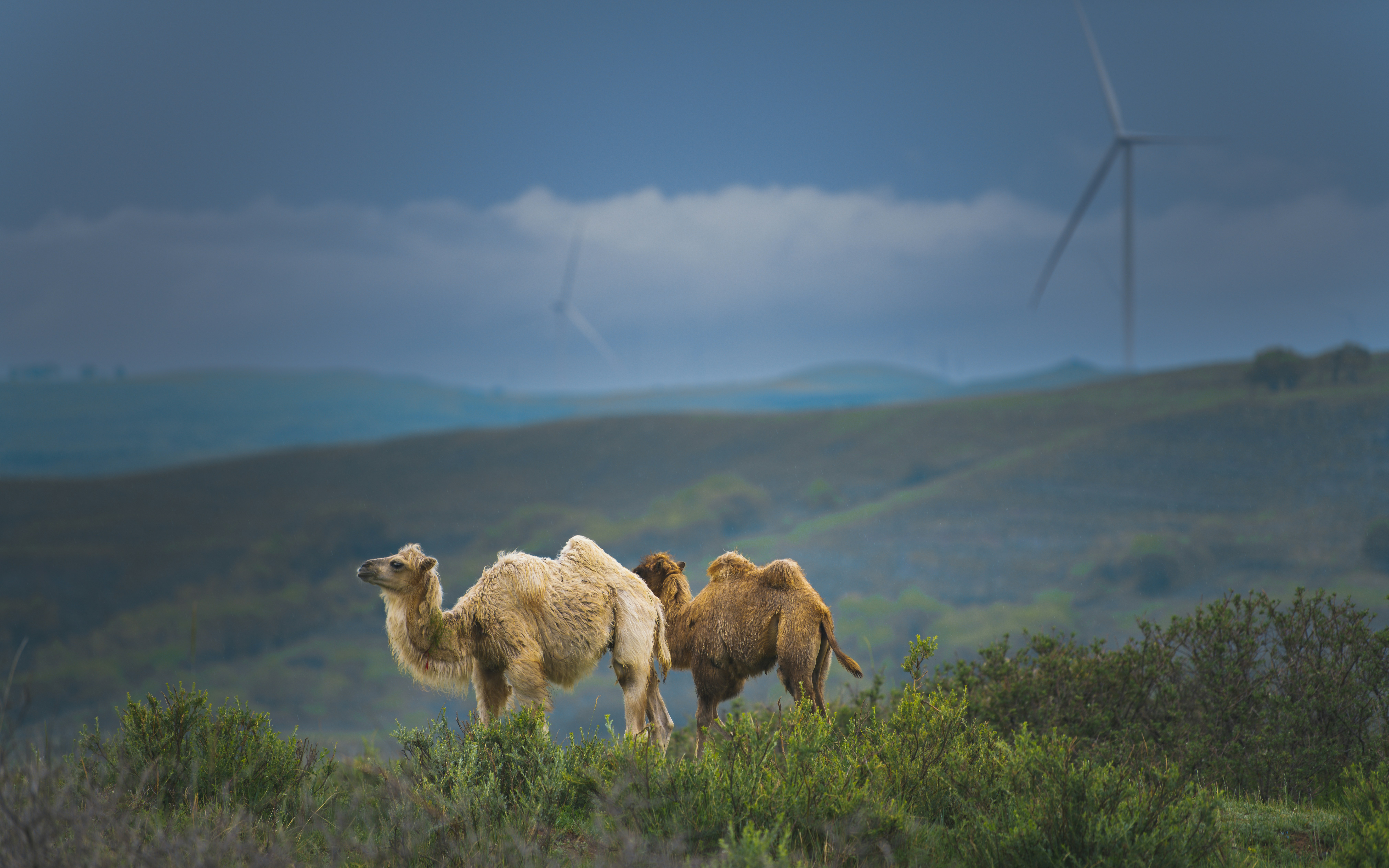 Two camels standing in a field with a wind turbine in the background ...