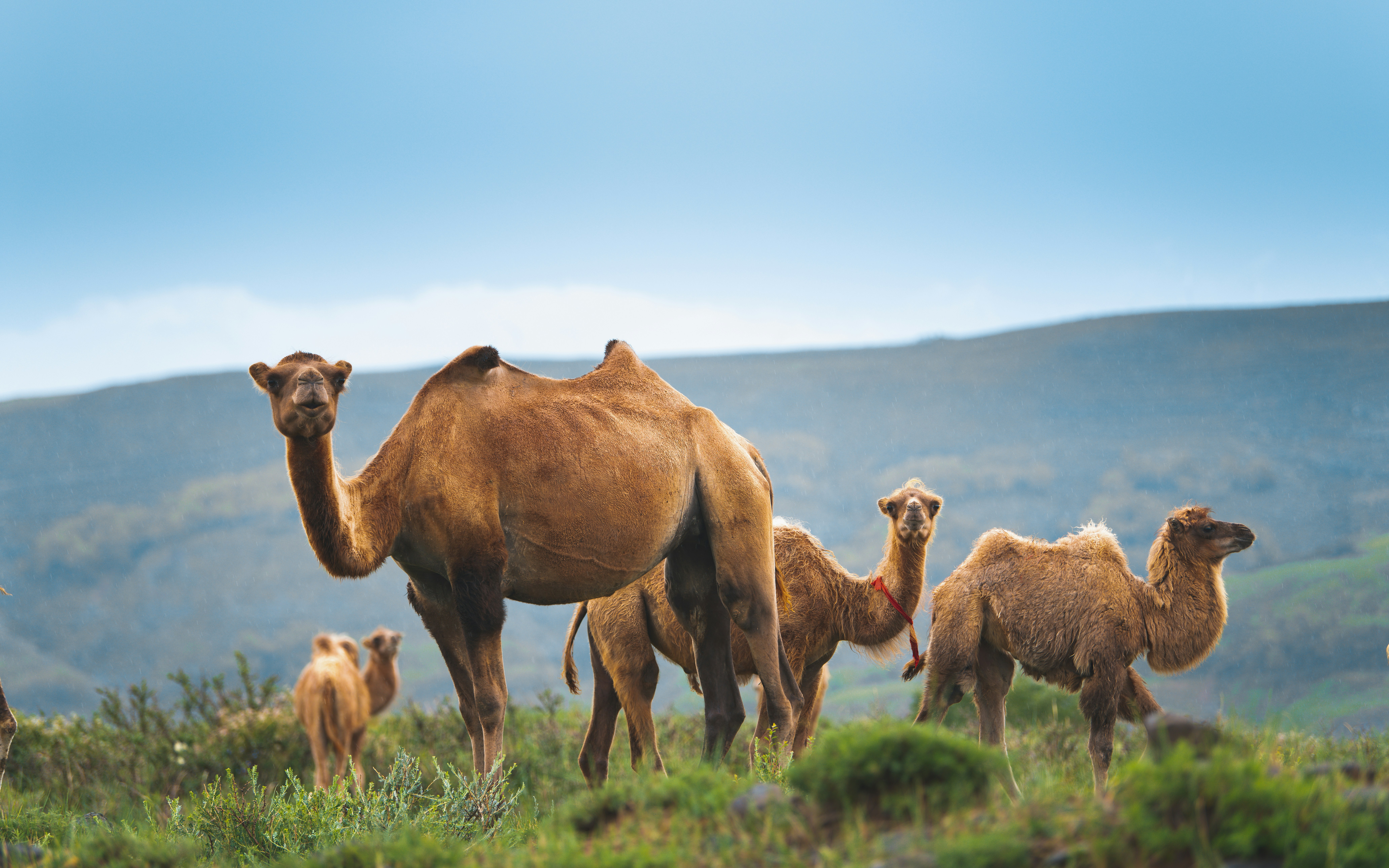 Group of camels grazing on lush green hills under a clear blue sky.