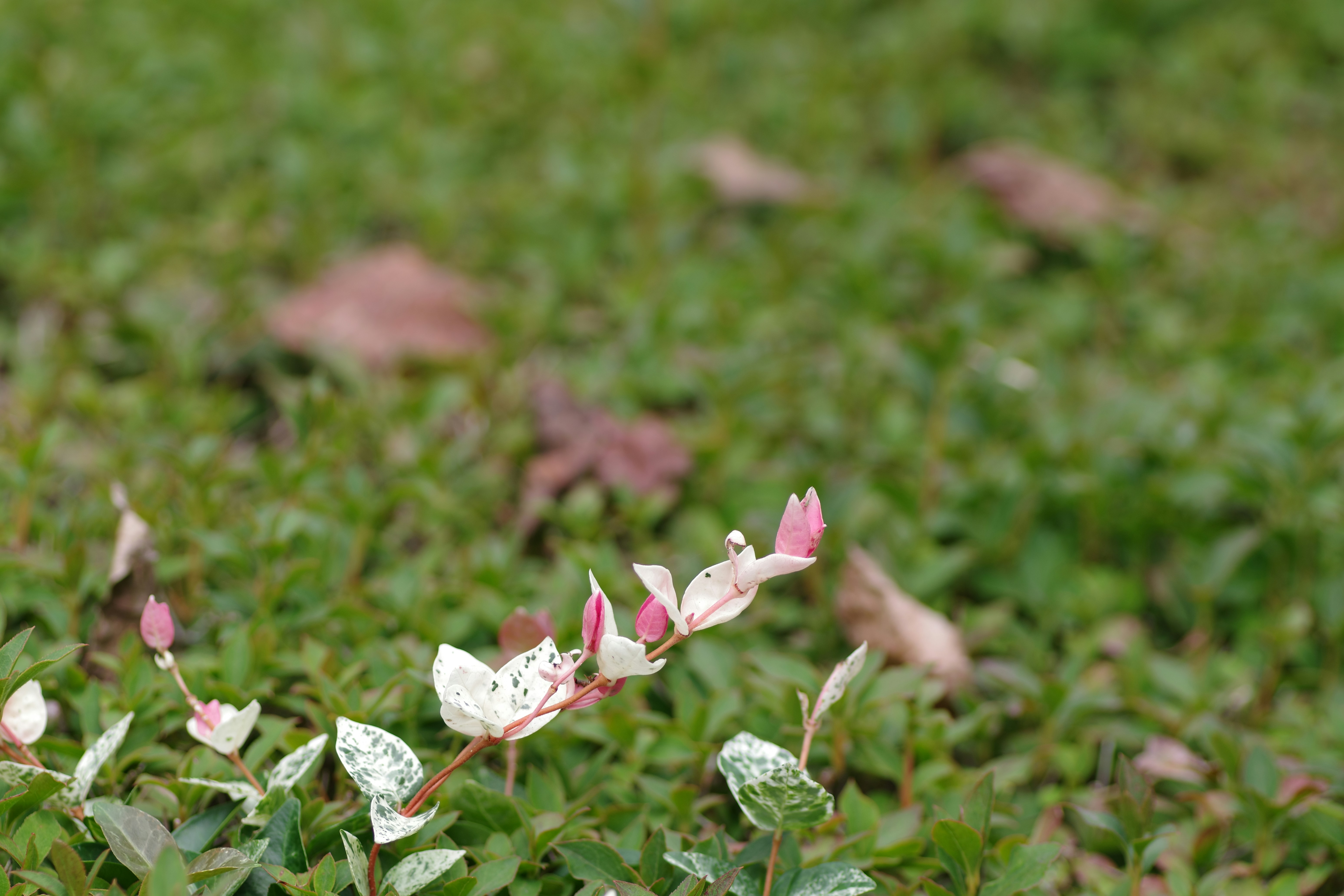 Pastel Buds Among Variegated Leaves: A Quiet Garden Moment