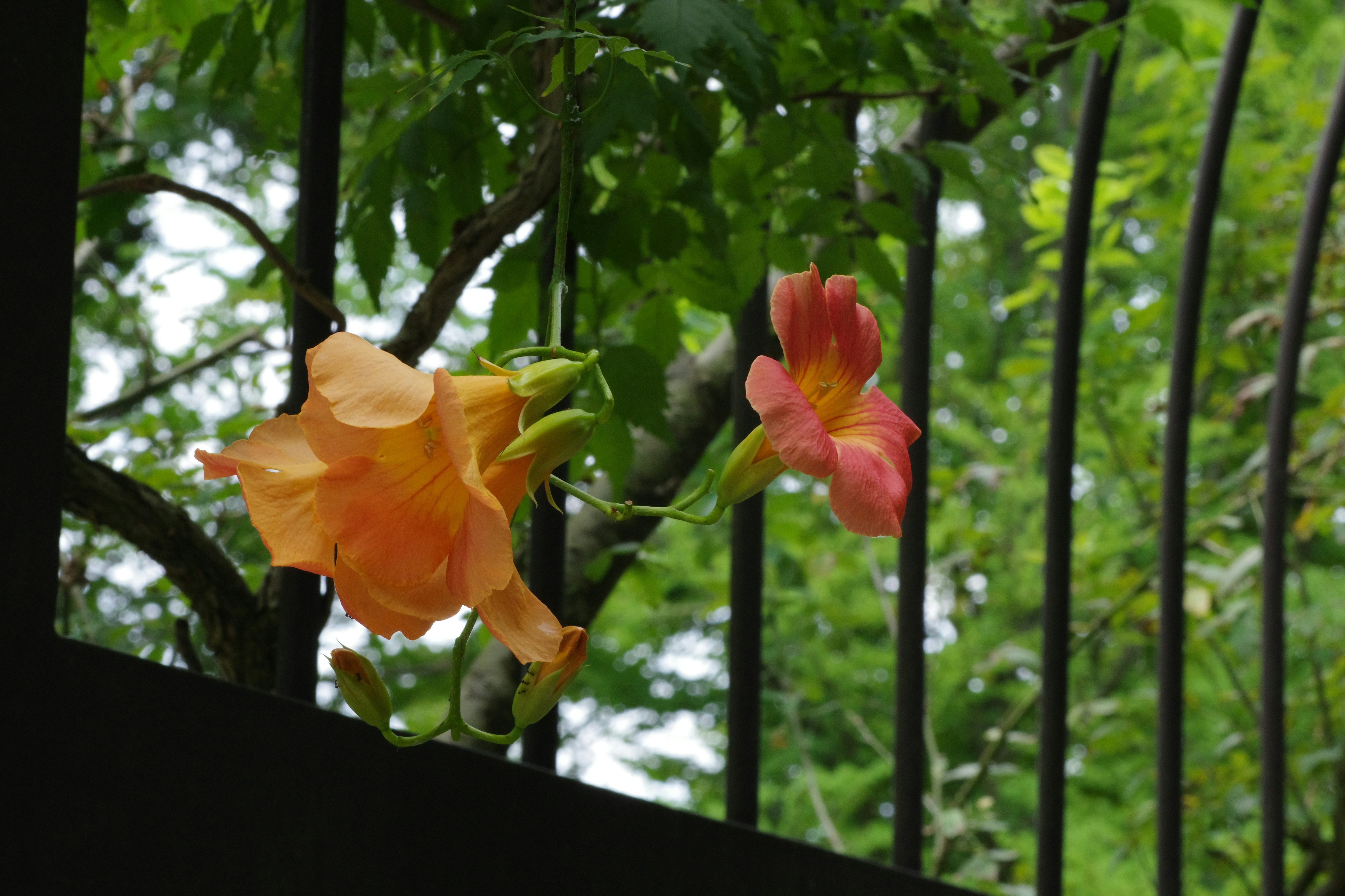 Blossoms Through the Wrought-Iron Veil