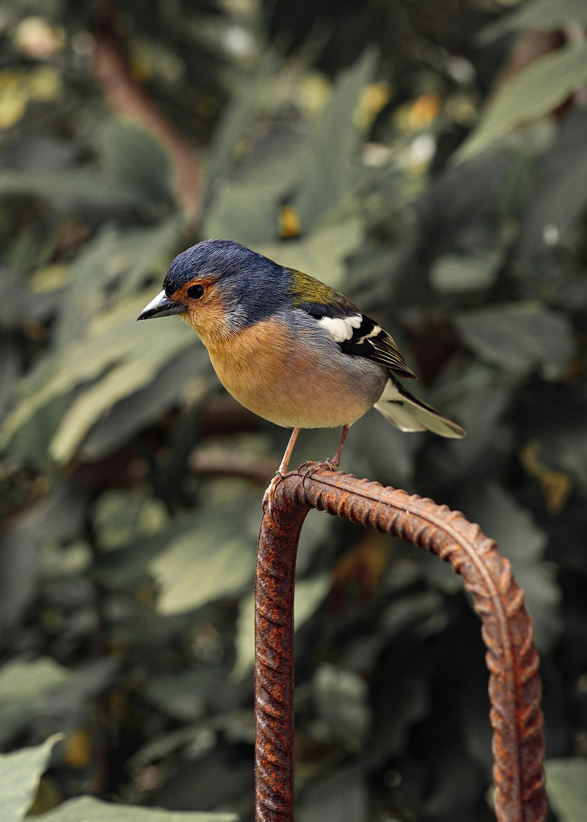 Colourful bird | A small bird perched on top of a metal pole