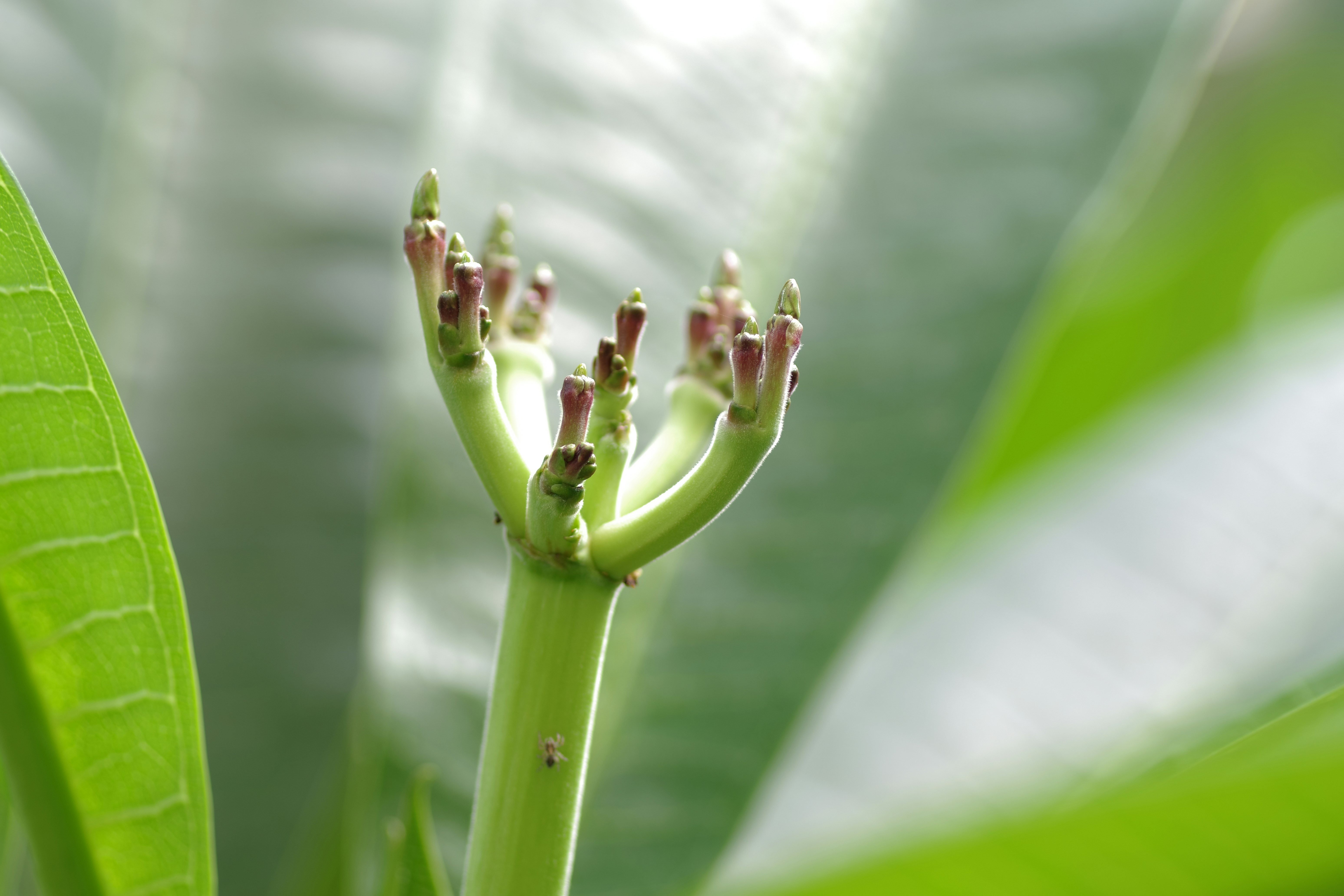 New Growth at the Tip: a close-up of a plant shoot