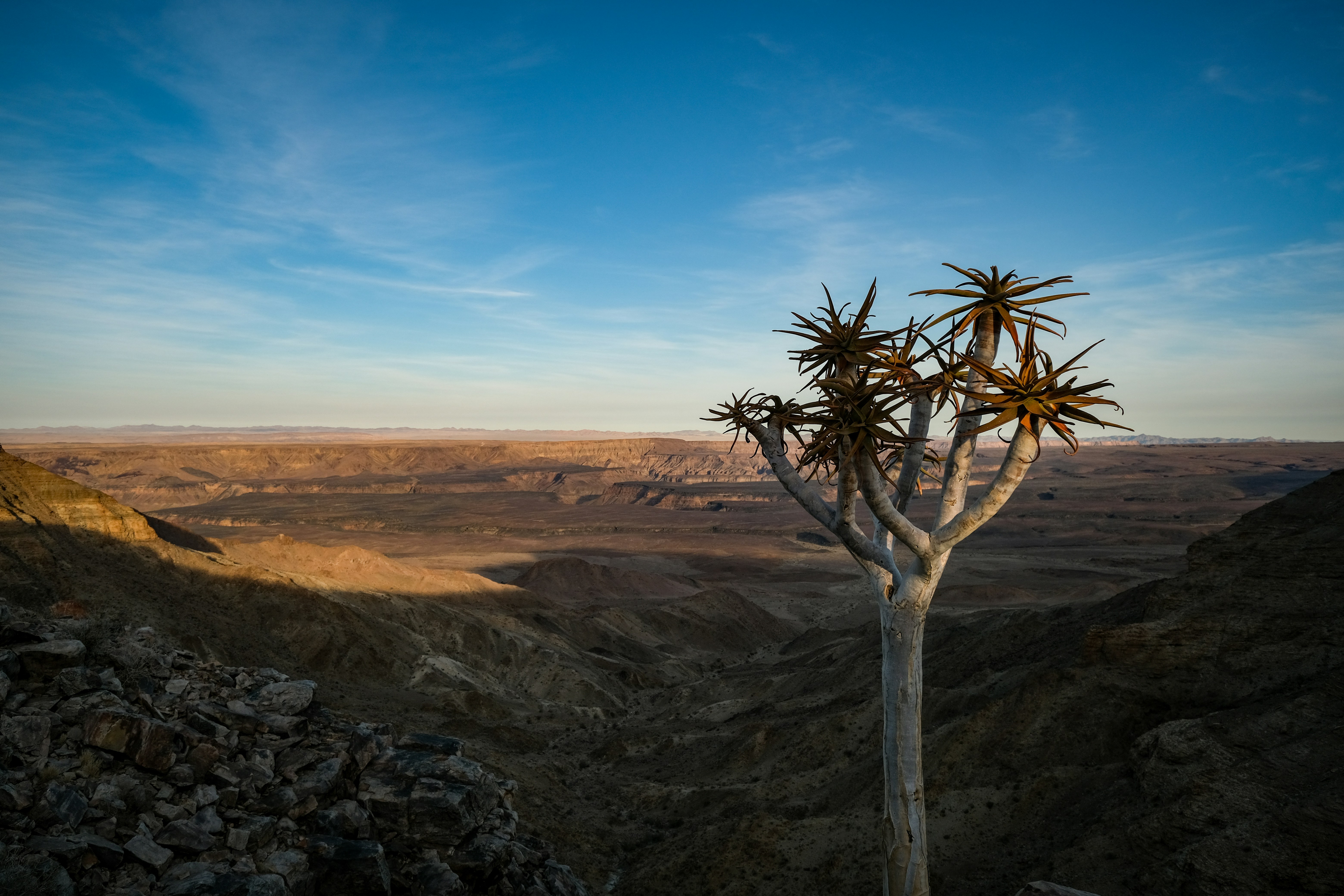 Desert Sentinel at Dusk: Yucca Framing the Canyon Rim