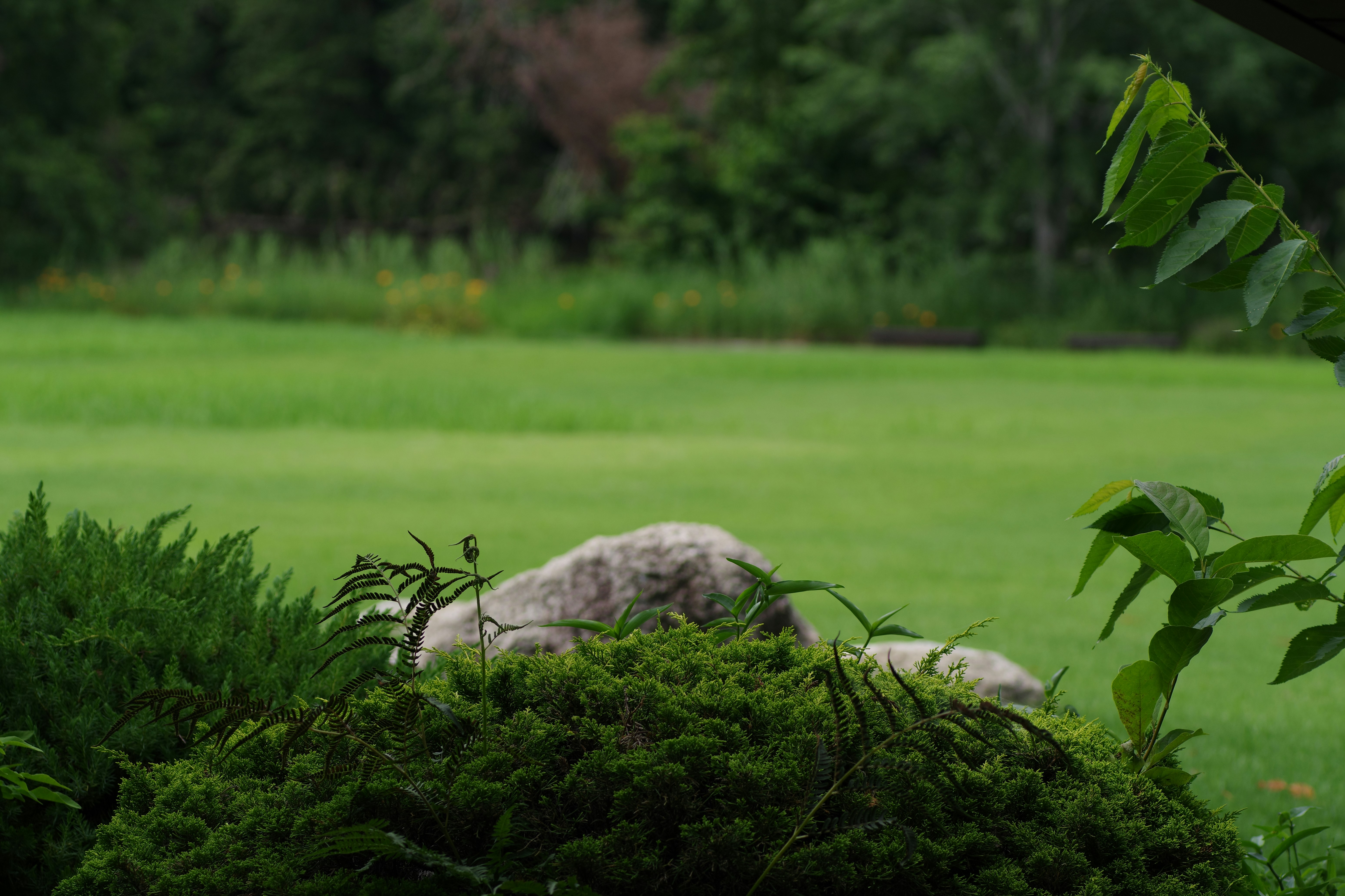 A Quiet Rock Framed by Velvet Greenery