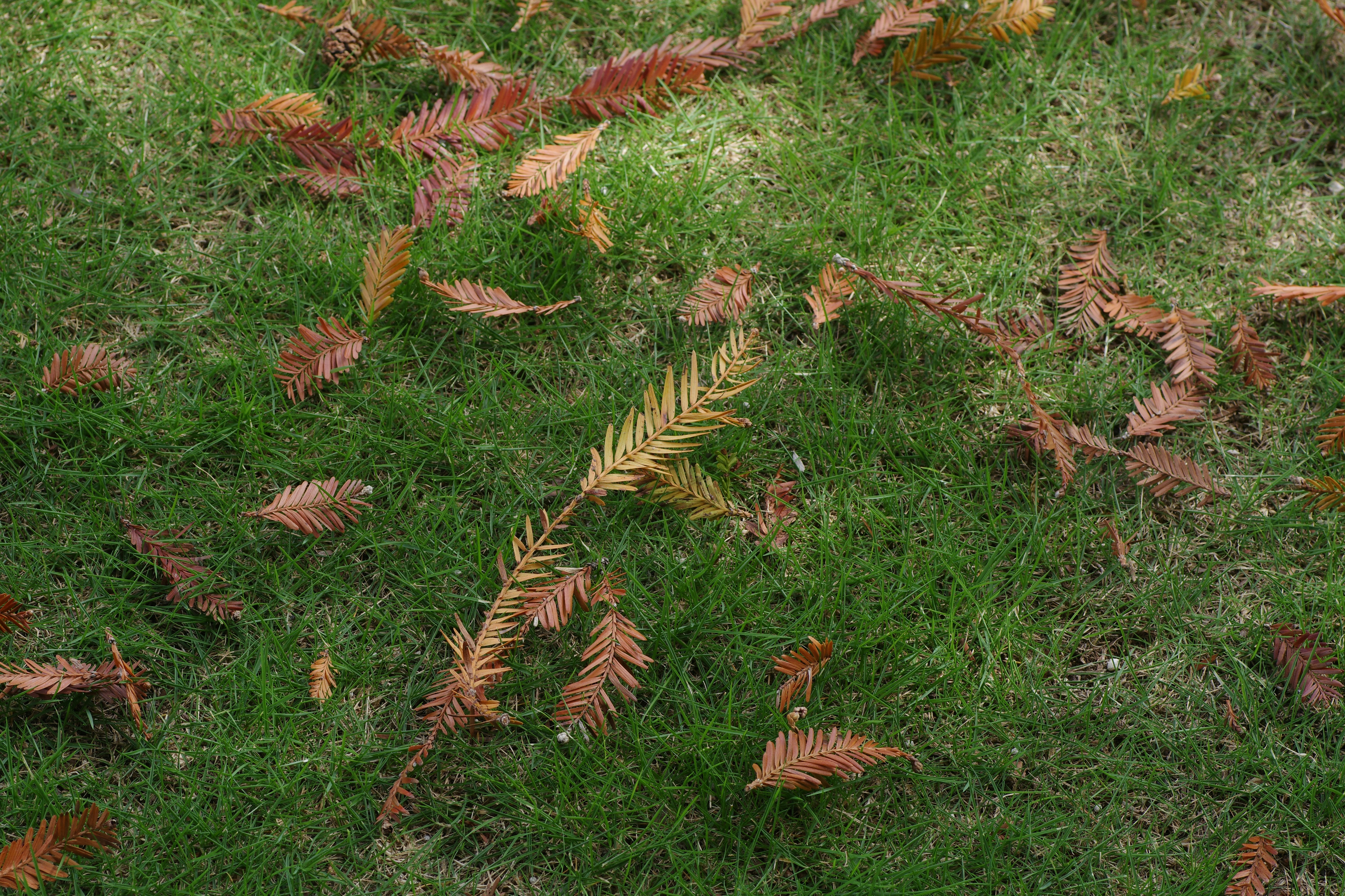 Autumn Fronds Drift Across a Velvet Green Lawn