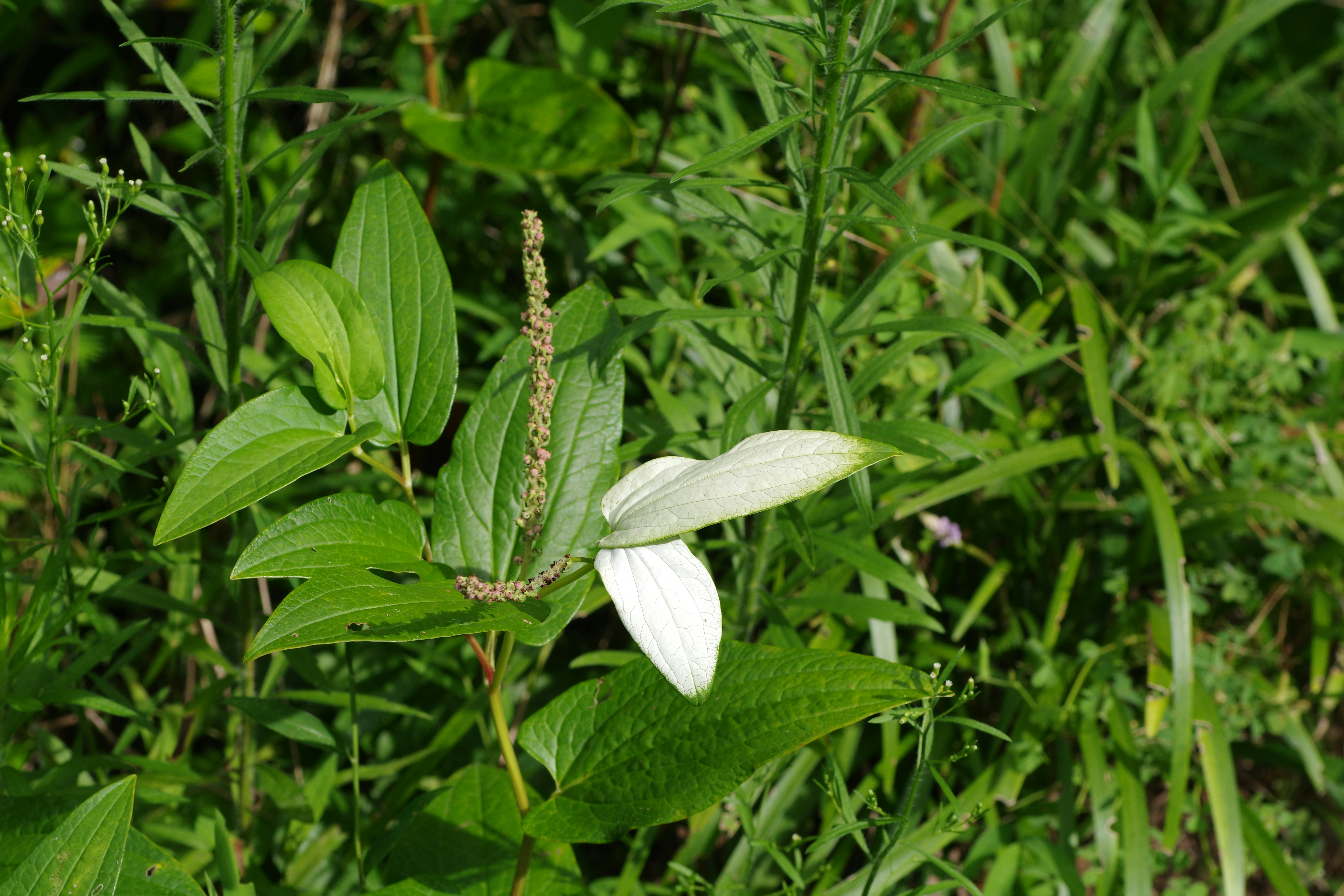 White Bract and Seed Spike: A Quiet Portrait of Verdant Life