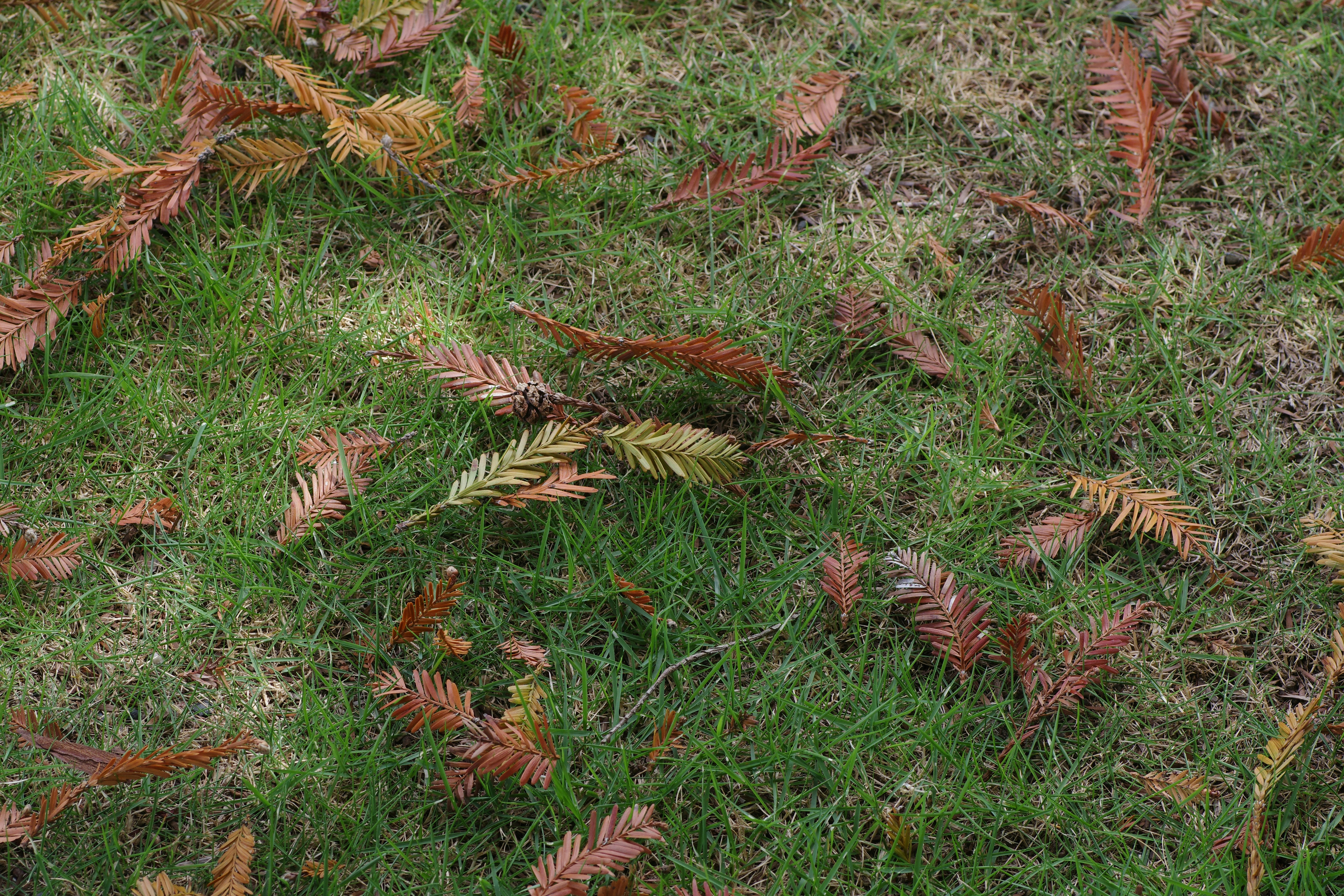 Autumn Fragments: Fallen Ferns on Damp Grass
