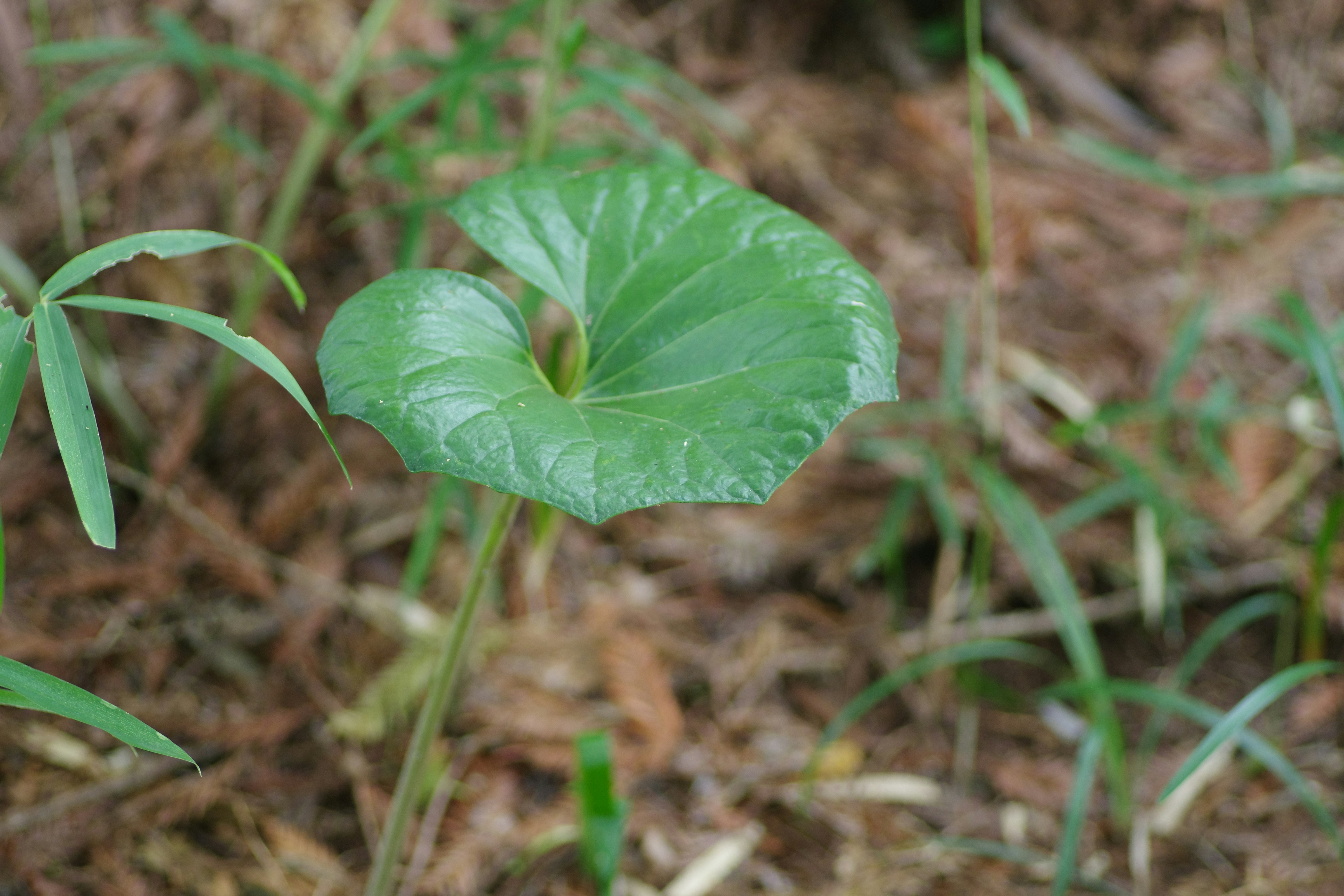Emerald Heart Leaf on a Pine Needle Carpet