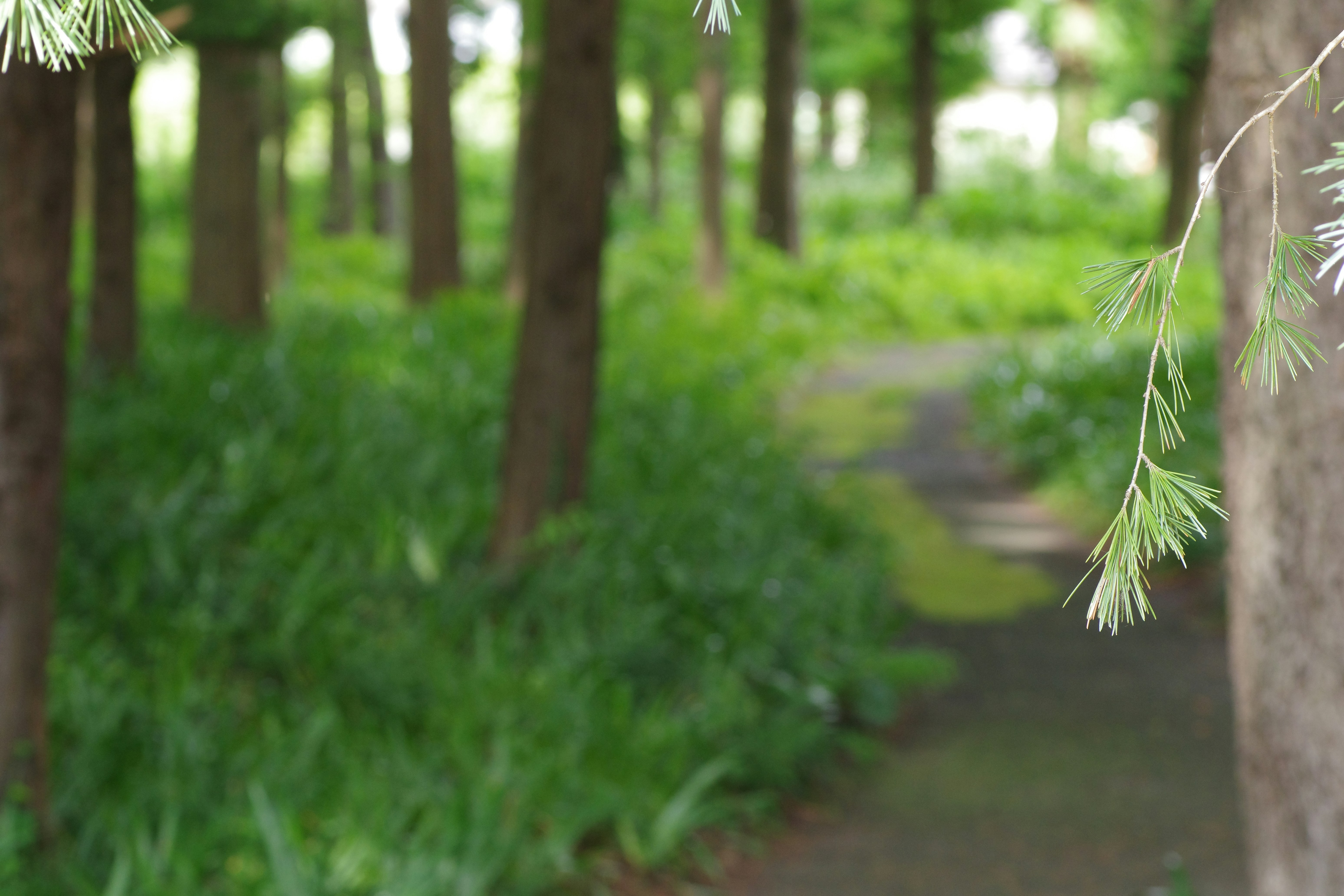 A blurry photo of a path in the woods photo – Free Forest Image on Unsplash