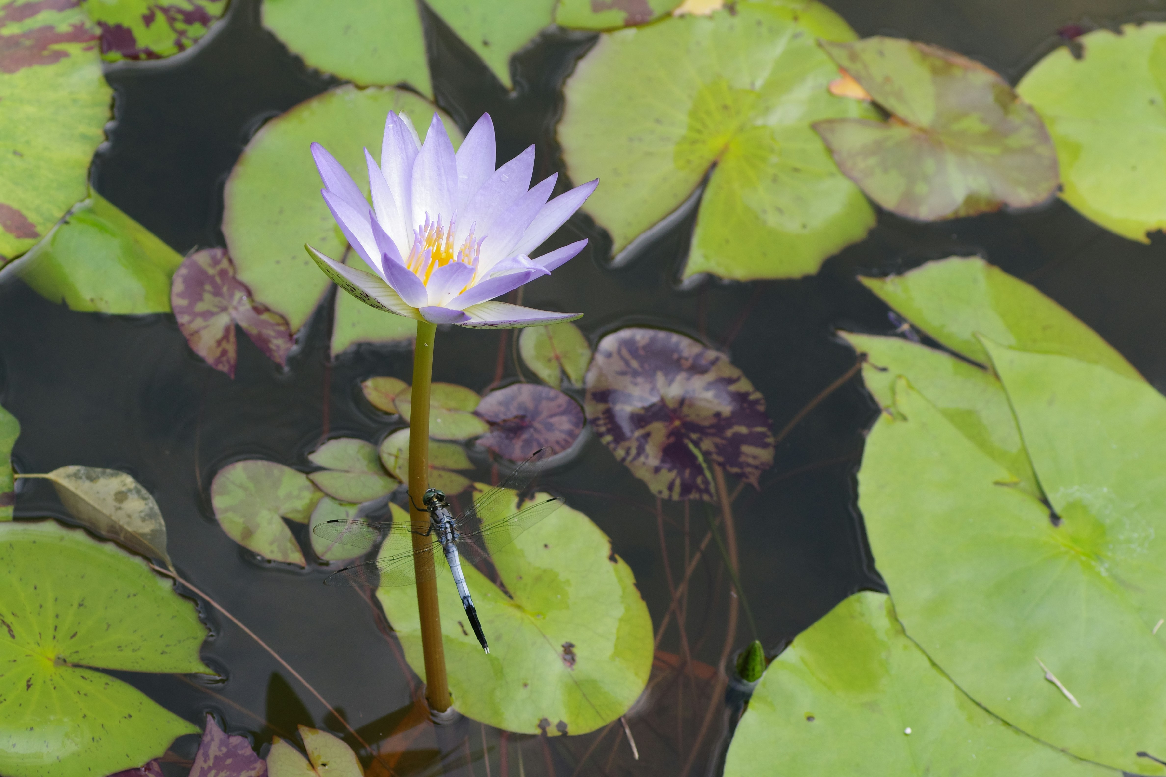 Lilac Lotus with Dragonfly Banner