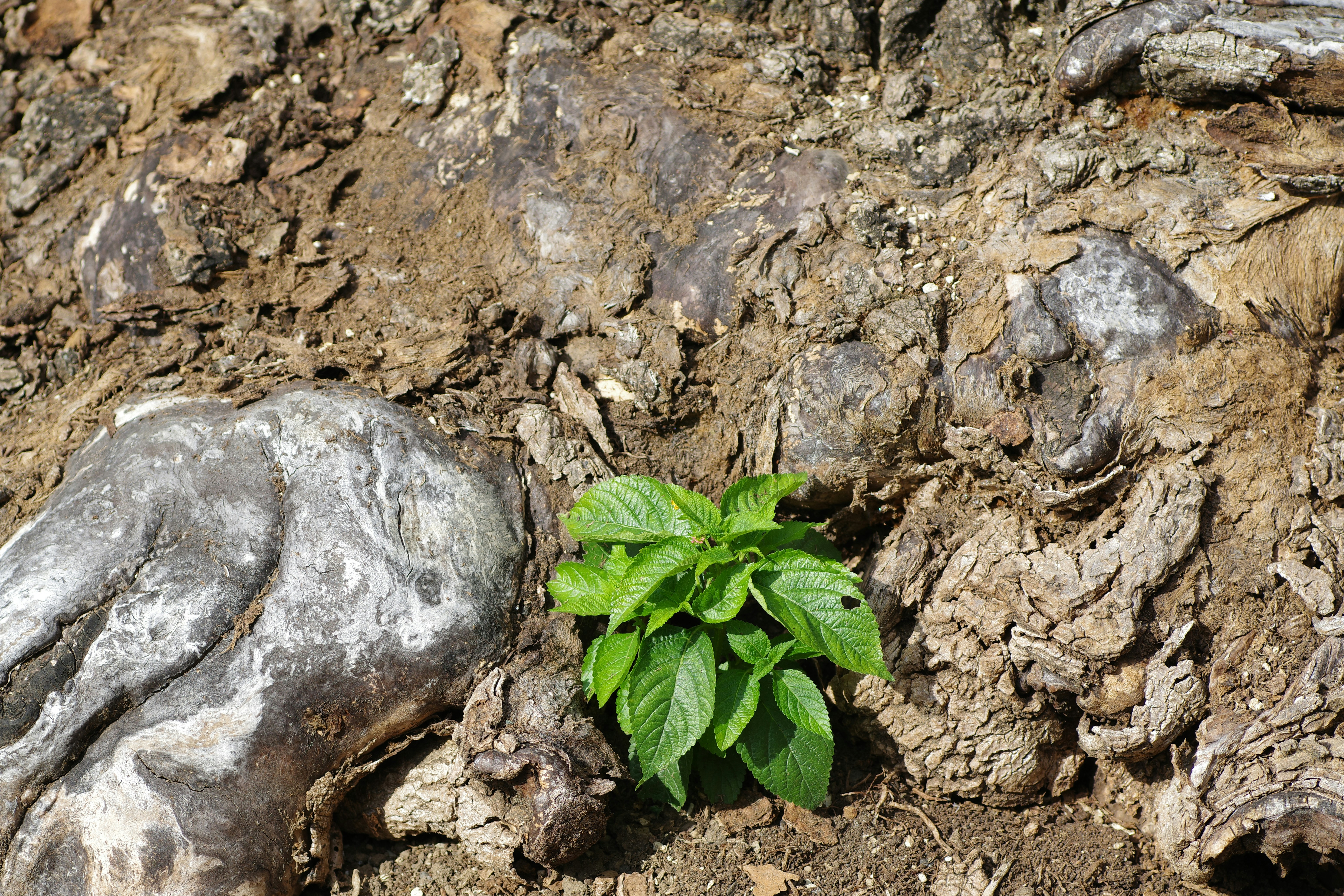 Beautiful green and flower garden、新緑と美しい花が織りなす絶景 A superb view of fresh greenery and beautiful flowers
