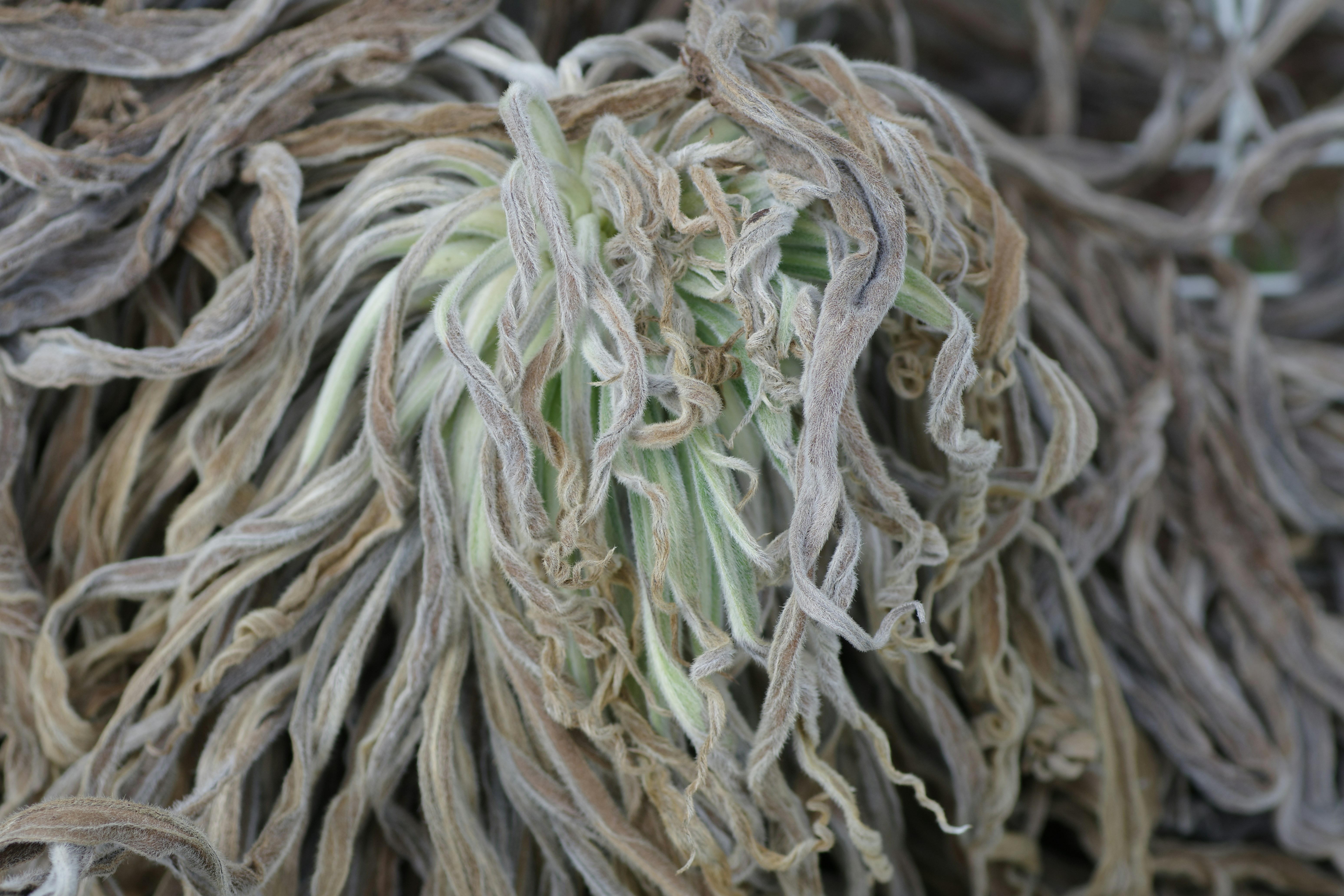 Beautiful green and flower garden、新緑と美しい花が織りなす絶景 A superb view of fresh greenery and beautiful flowers