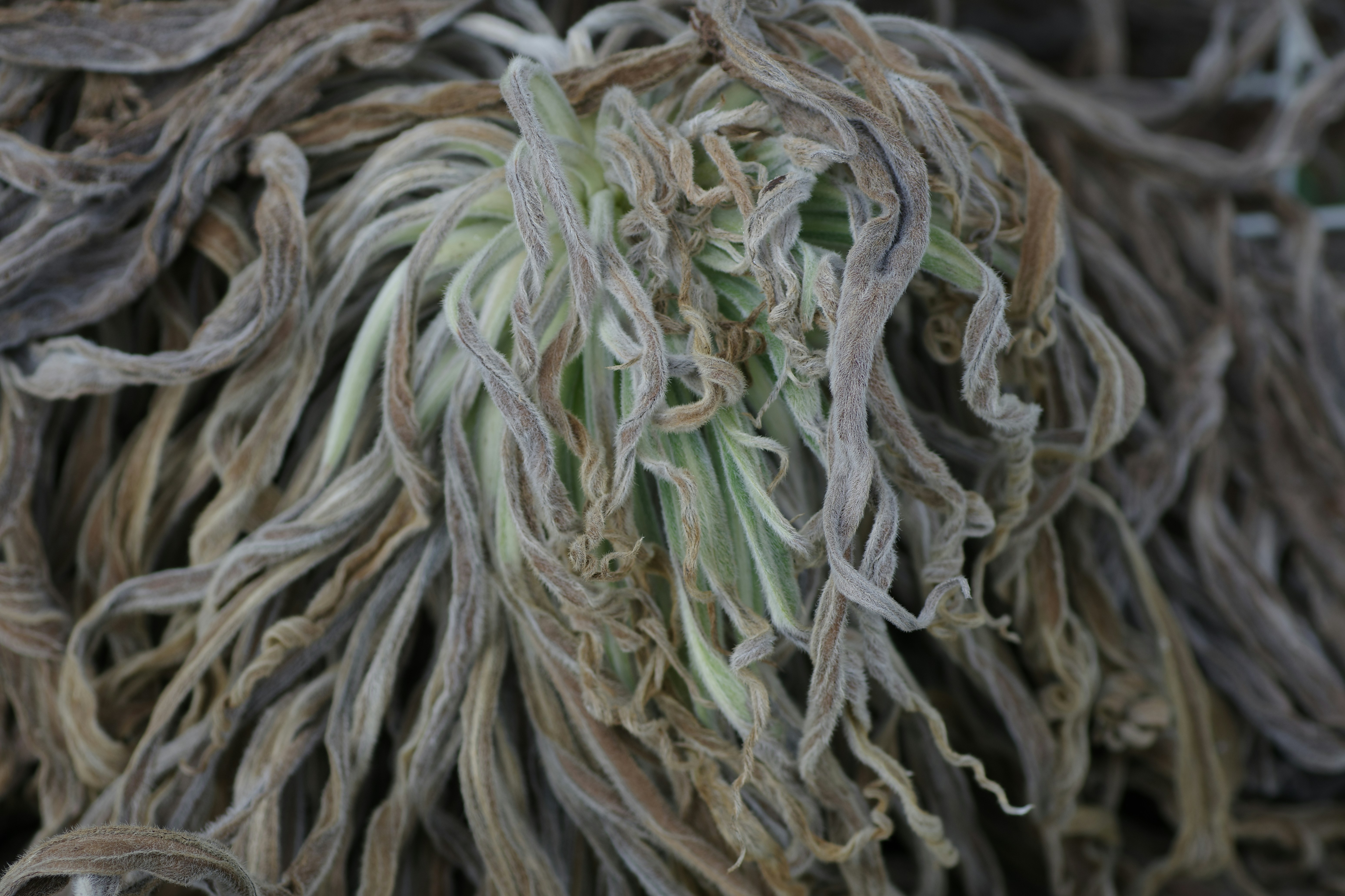 Heart of the Dried Rosette: A Green Core in a Tan Tangle