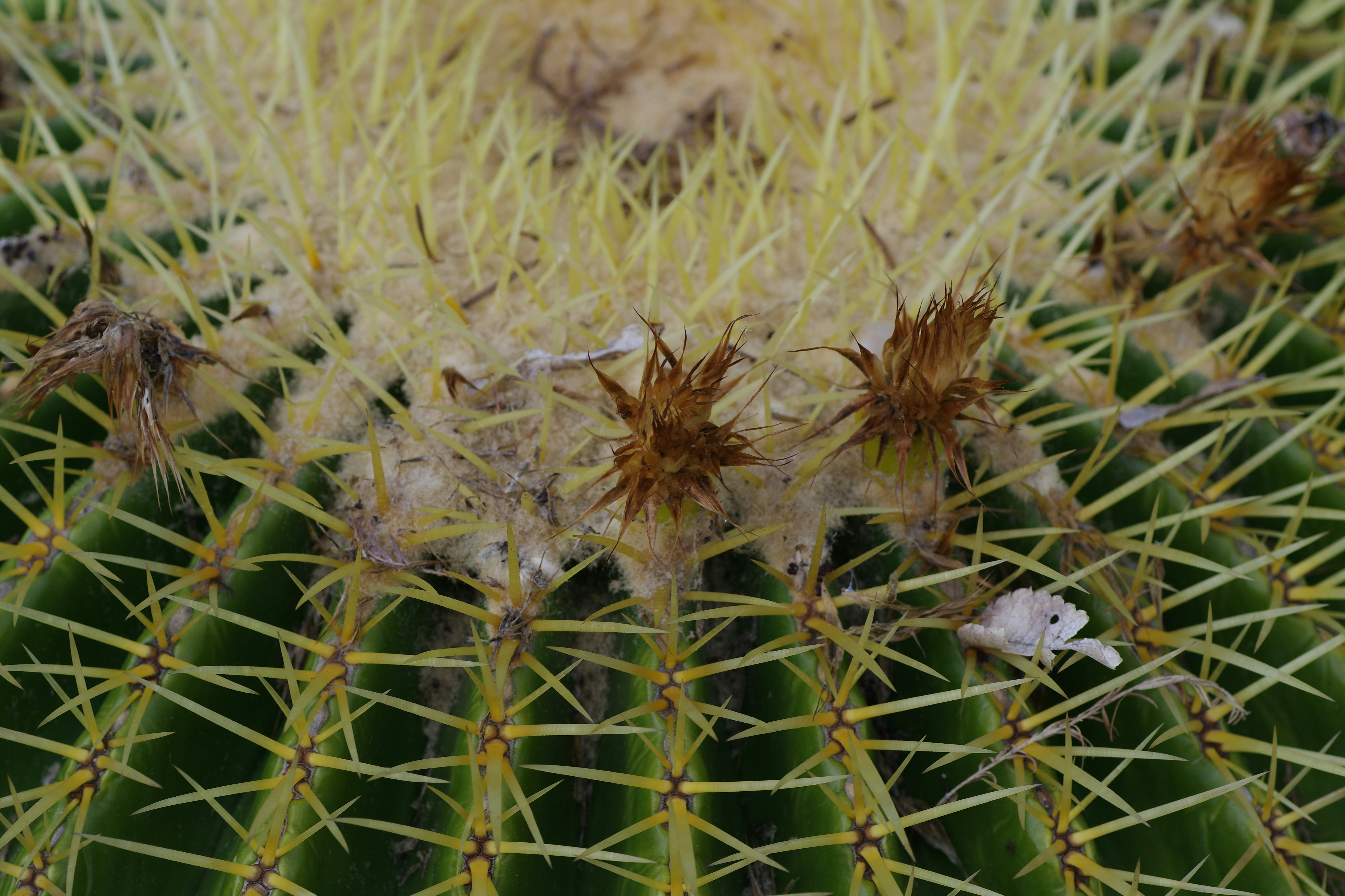 Guardians of the Spine: A Desert Crown Under Closeup