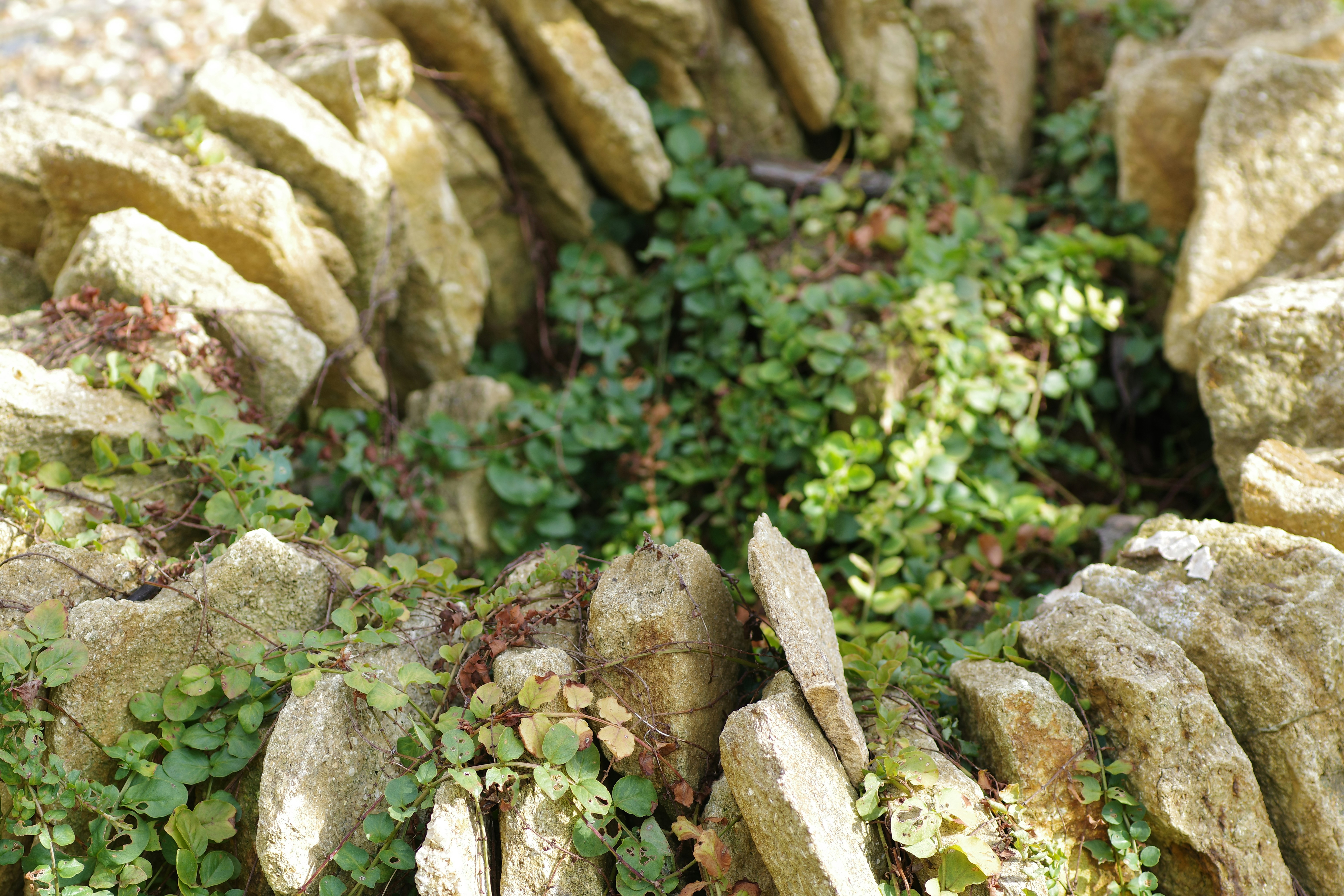 Emerald Within the Ring: Green Growth in a Weathered Stone Circle
