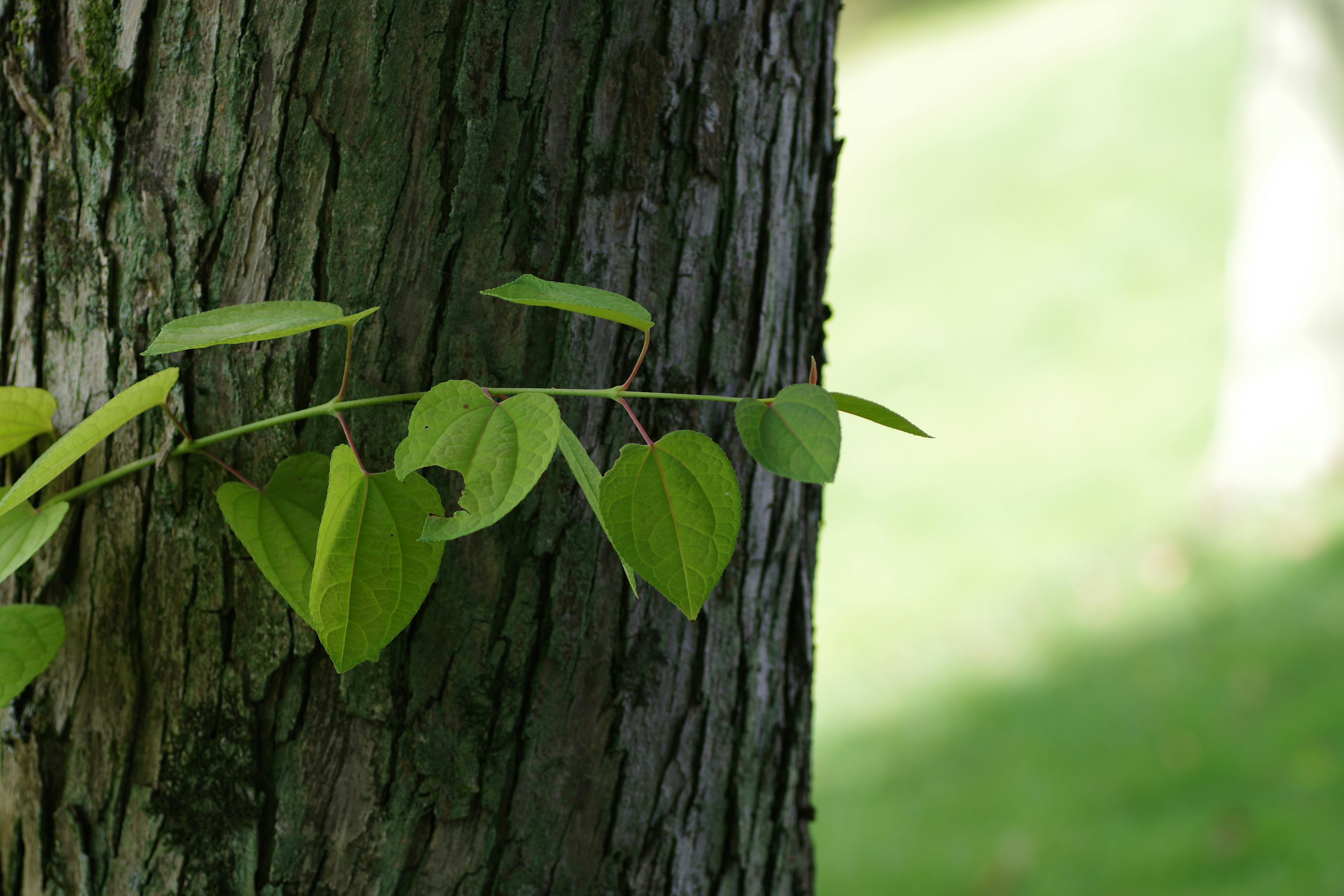 Emerald Foliage Draped Across a Weathered Trunk in Gentle Light
