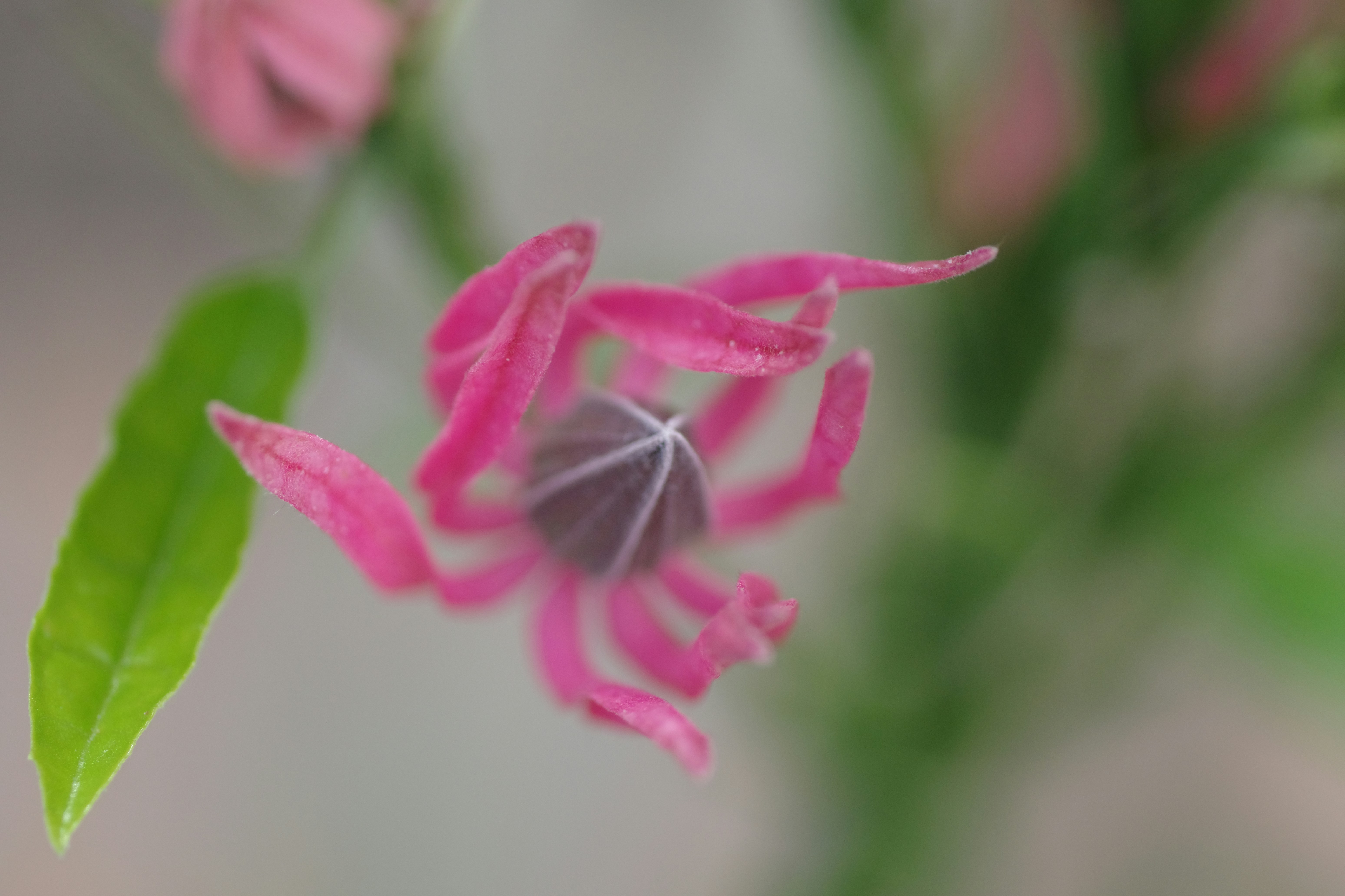 Velvet Pink Bloom in Soft Focus: A Delicate Macro Moment