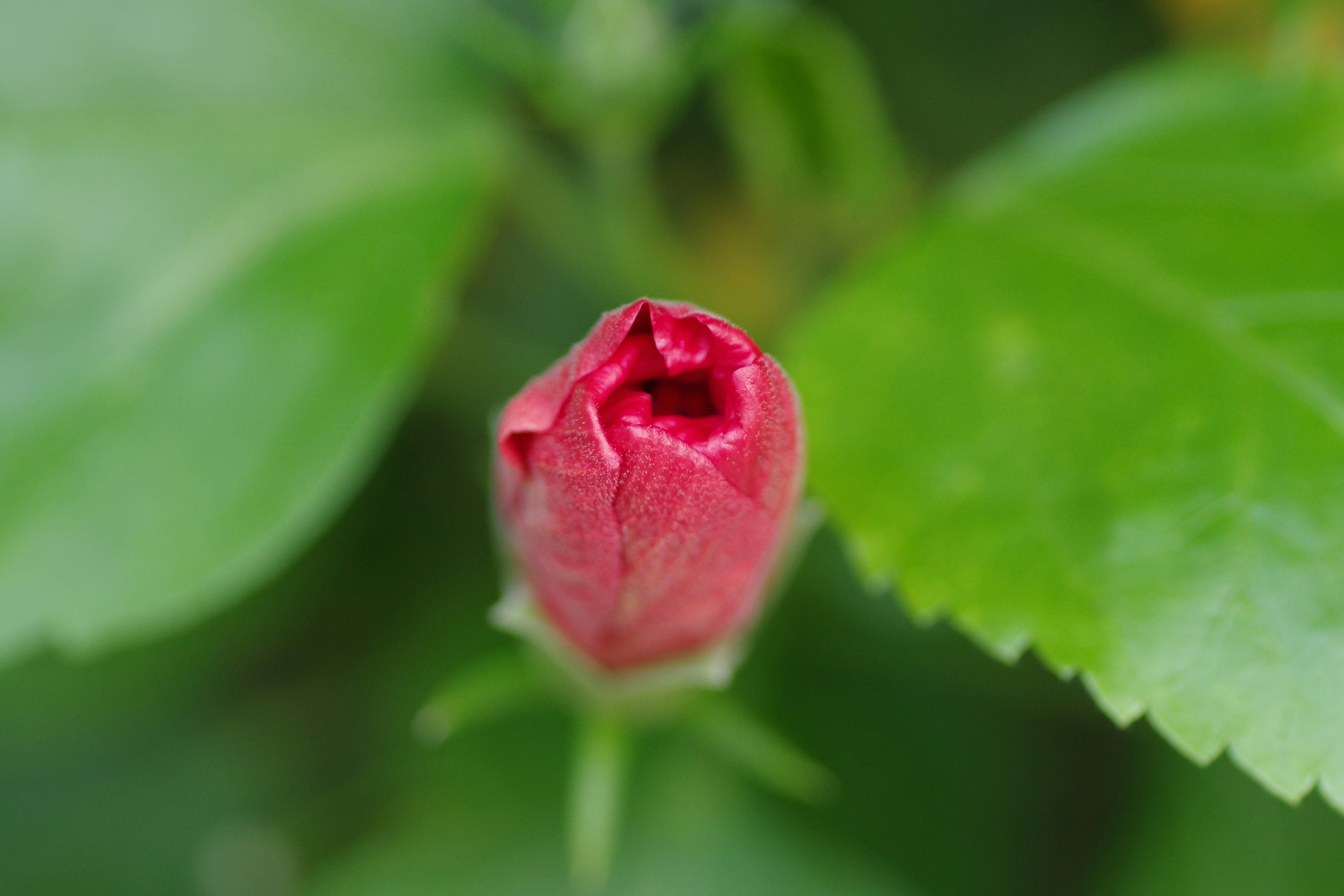 Beautiful green and flower garden、新緑と美しい花が織りなす絶景 A superb view of fresh greenery and beautiful flowers