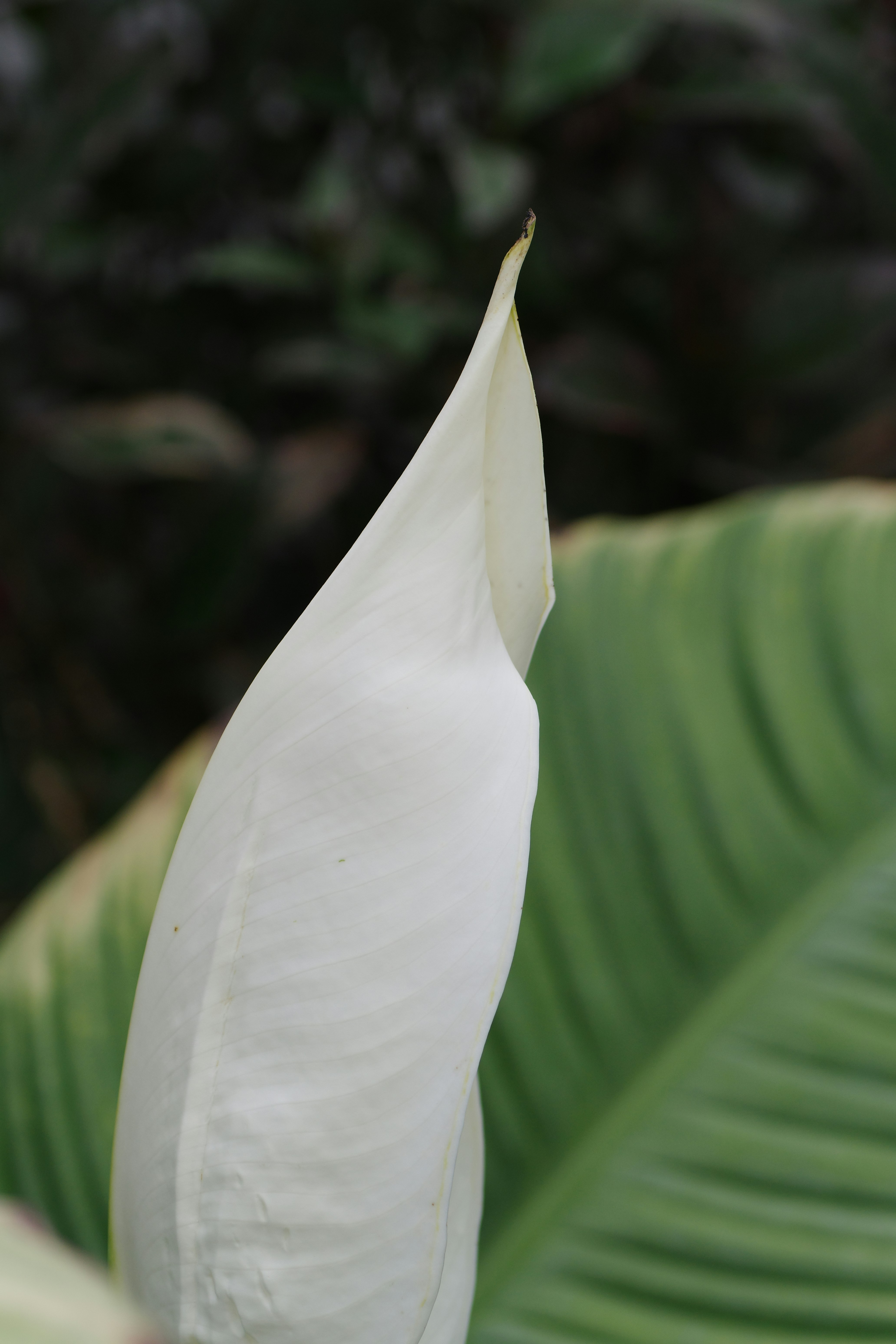 Ivory Spathe Rising Over Giant Green Leaves