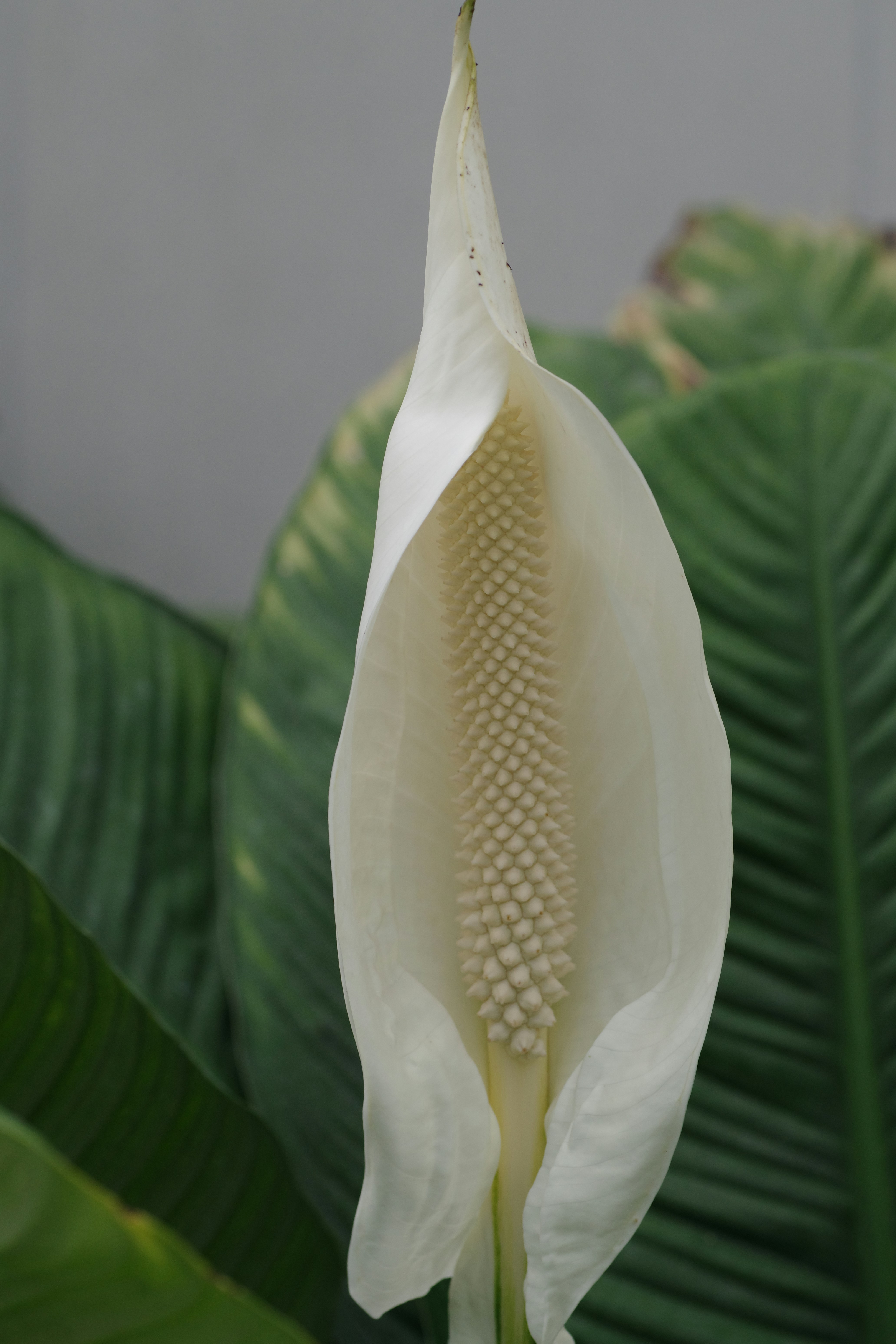 Ivory Spadix: A Quiet Bloom Rising Through Emerald Backdrop