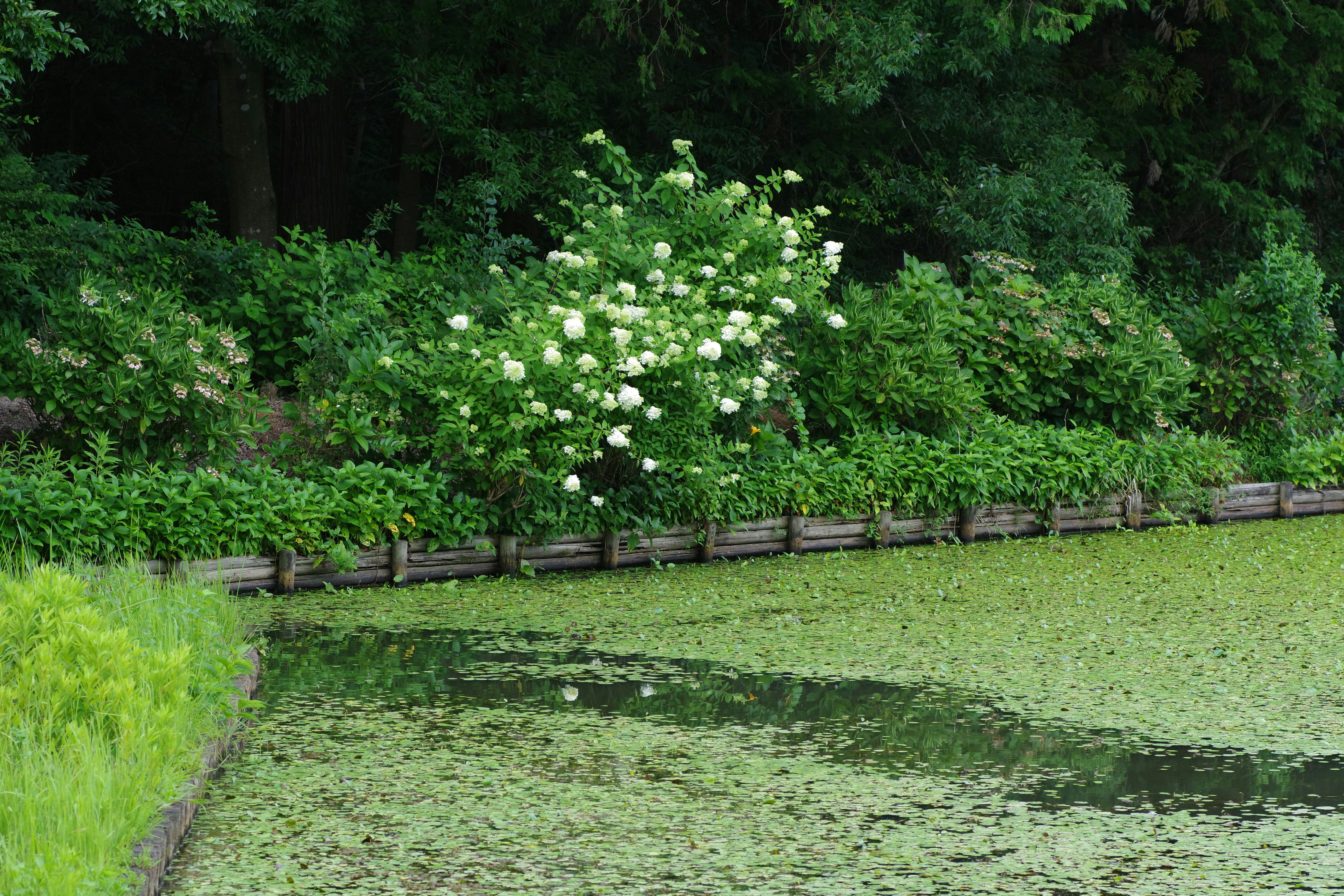 White Bloom Bankside: A Quiet Pond Enveloped in Green