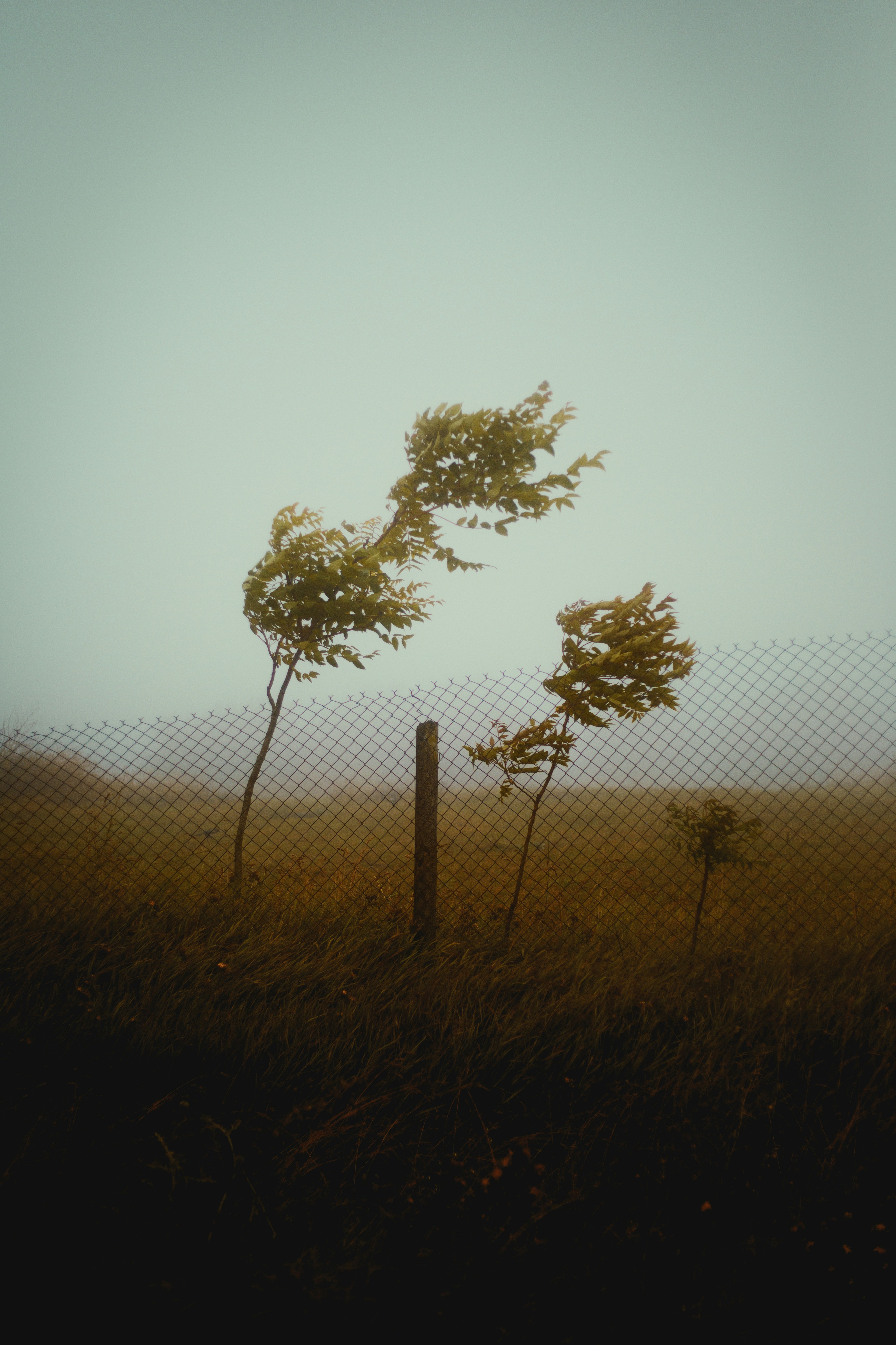 A grassy field with trees blowing in the wind photo – Free Forest Image ...