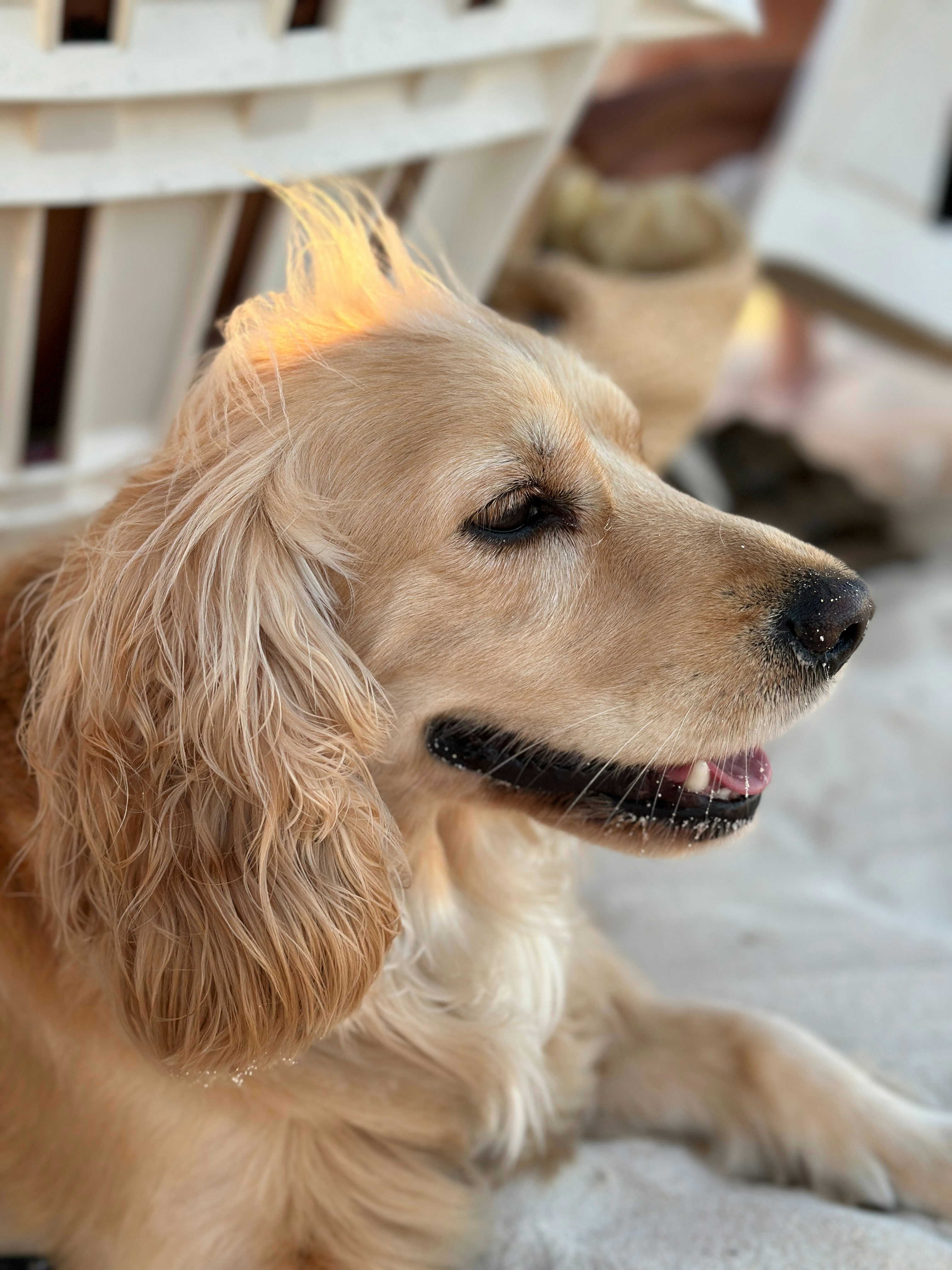 Sunlit Contemplation: A Golden Retriever in Quiet Light