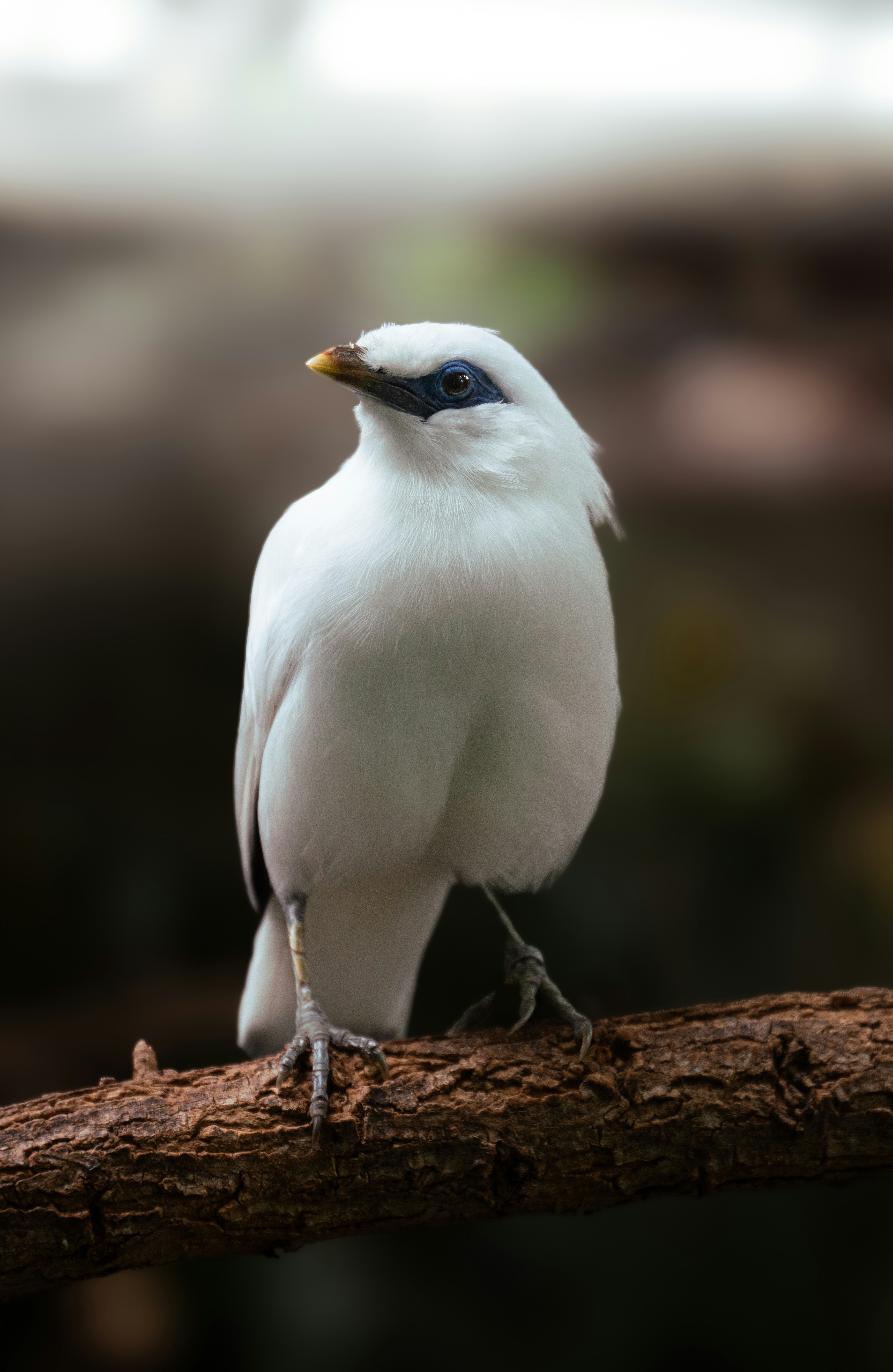 Birds Wallpapers Pictures | Download Free Images on Unsplash