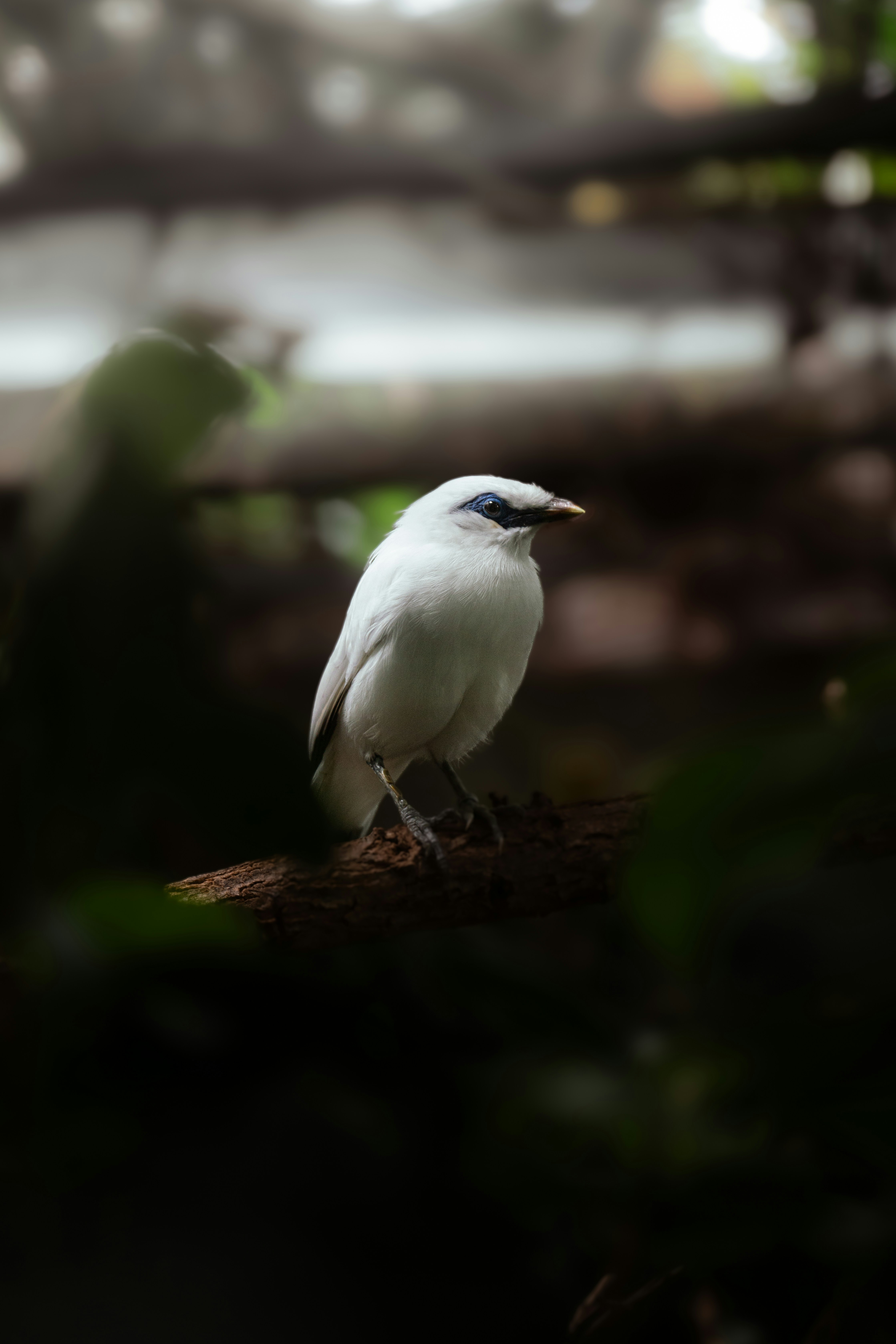 One of the endangered Bali Starlings.
