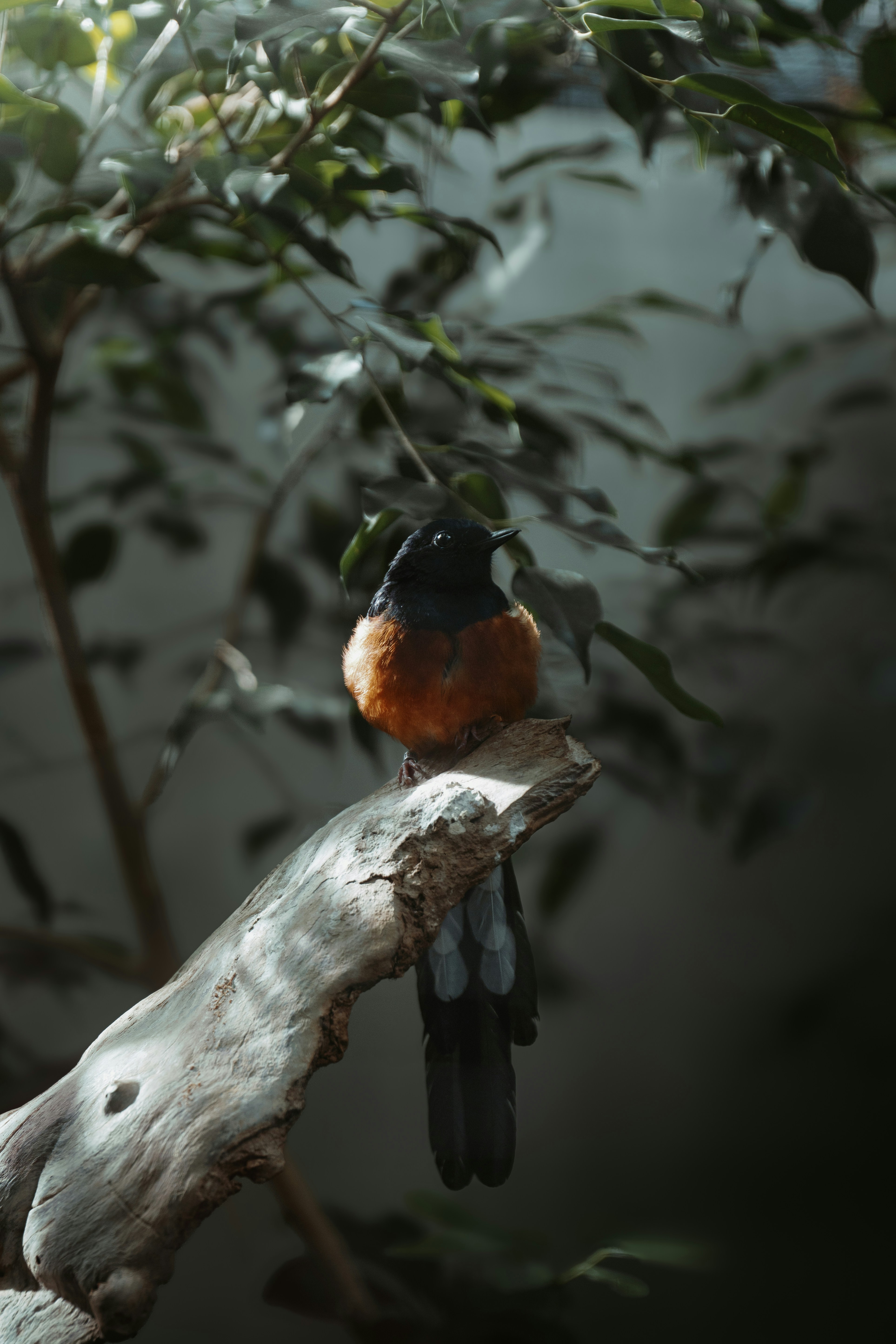 Photo by Jens Riesenberg with Sony Alpha 7R IIIA