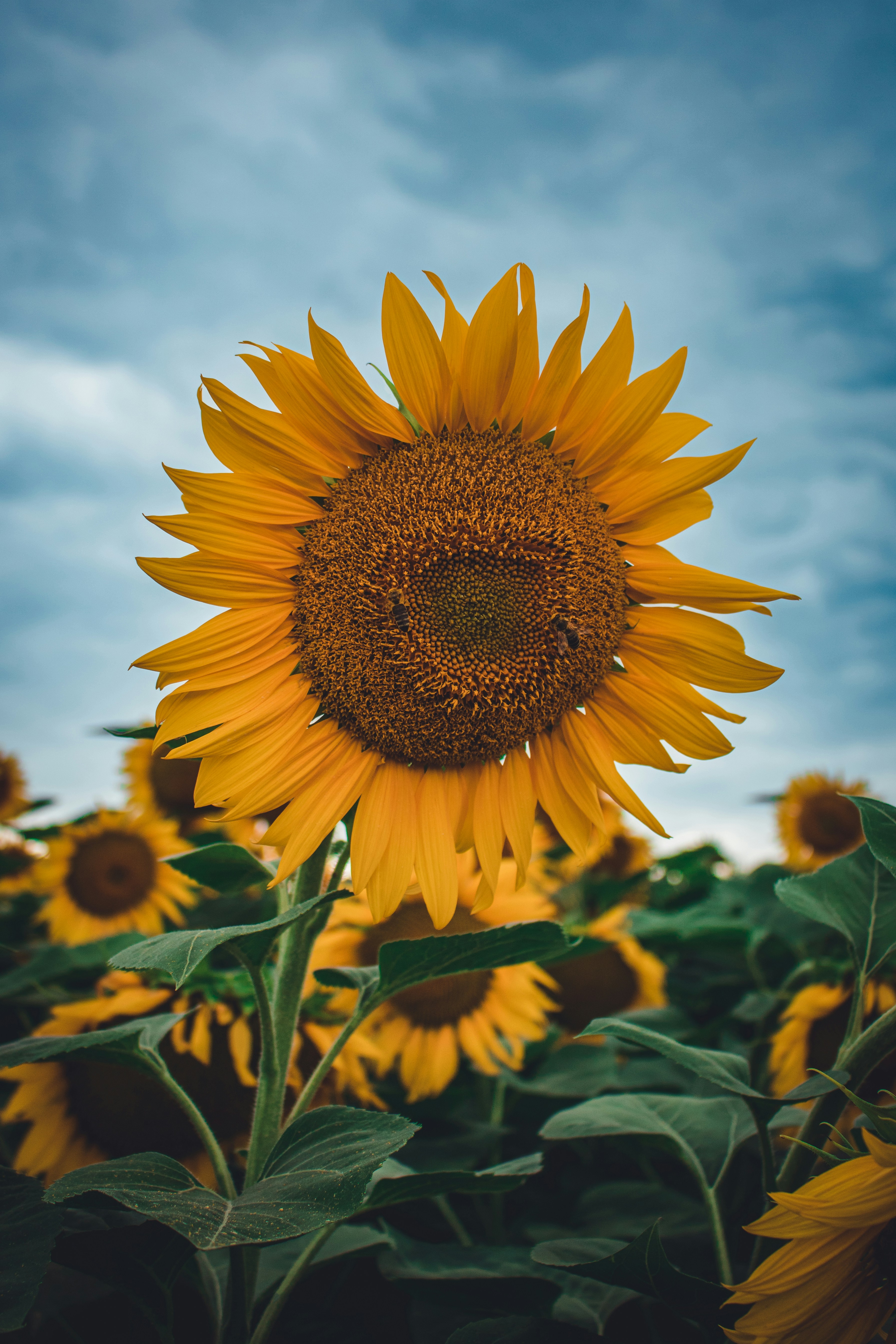 A large sunflower standing in a field of sunflowers photo – Free Flower ...