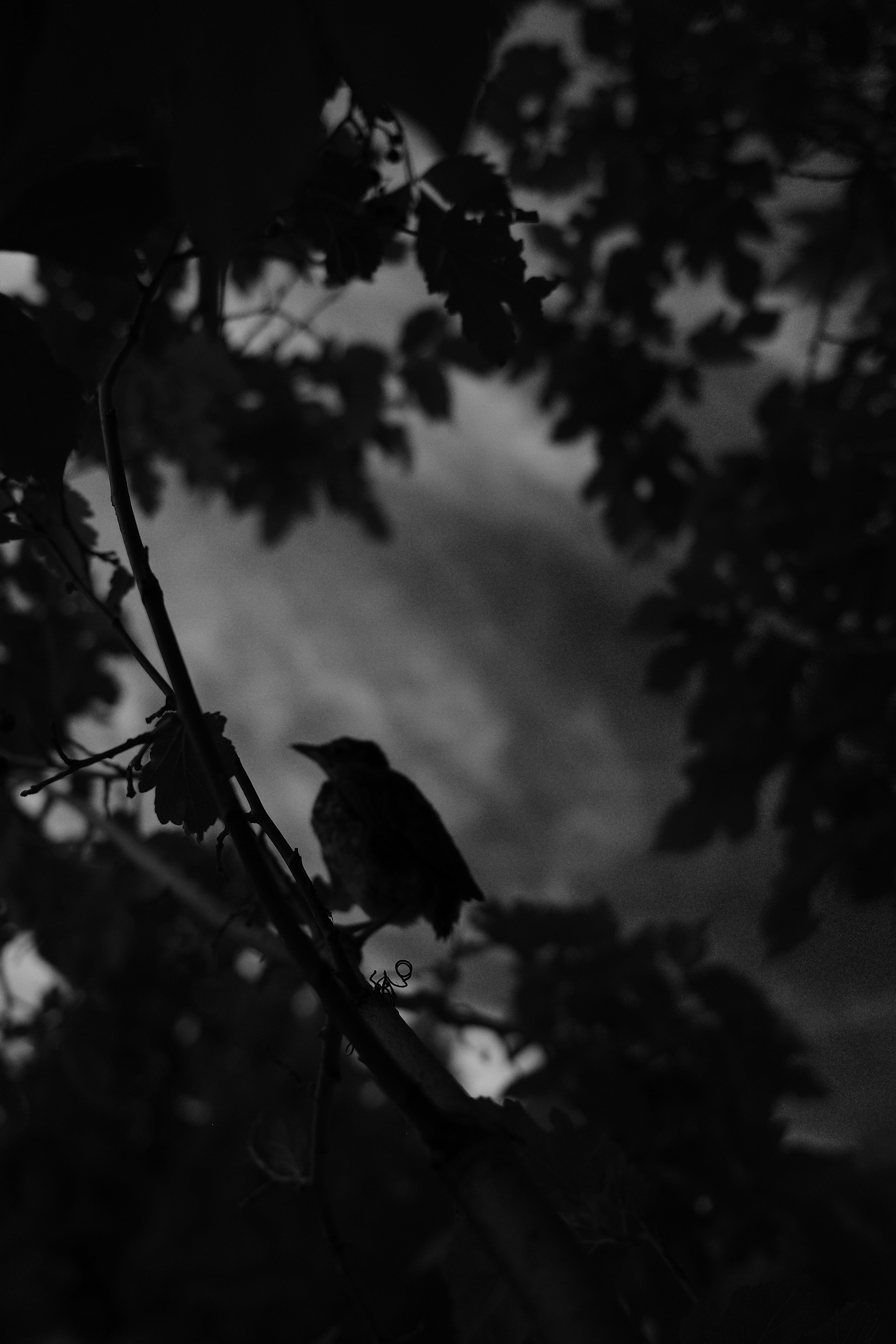 Backlit Vines in a Velvet Monochrome