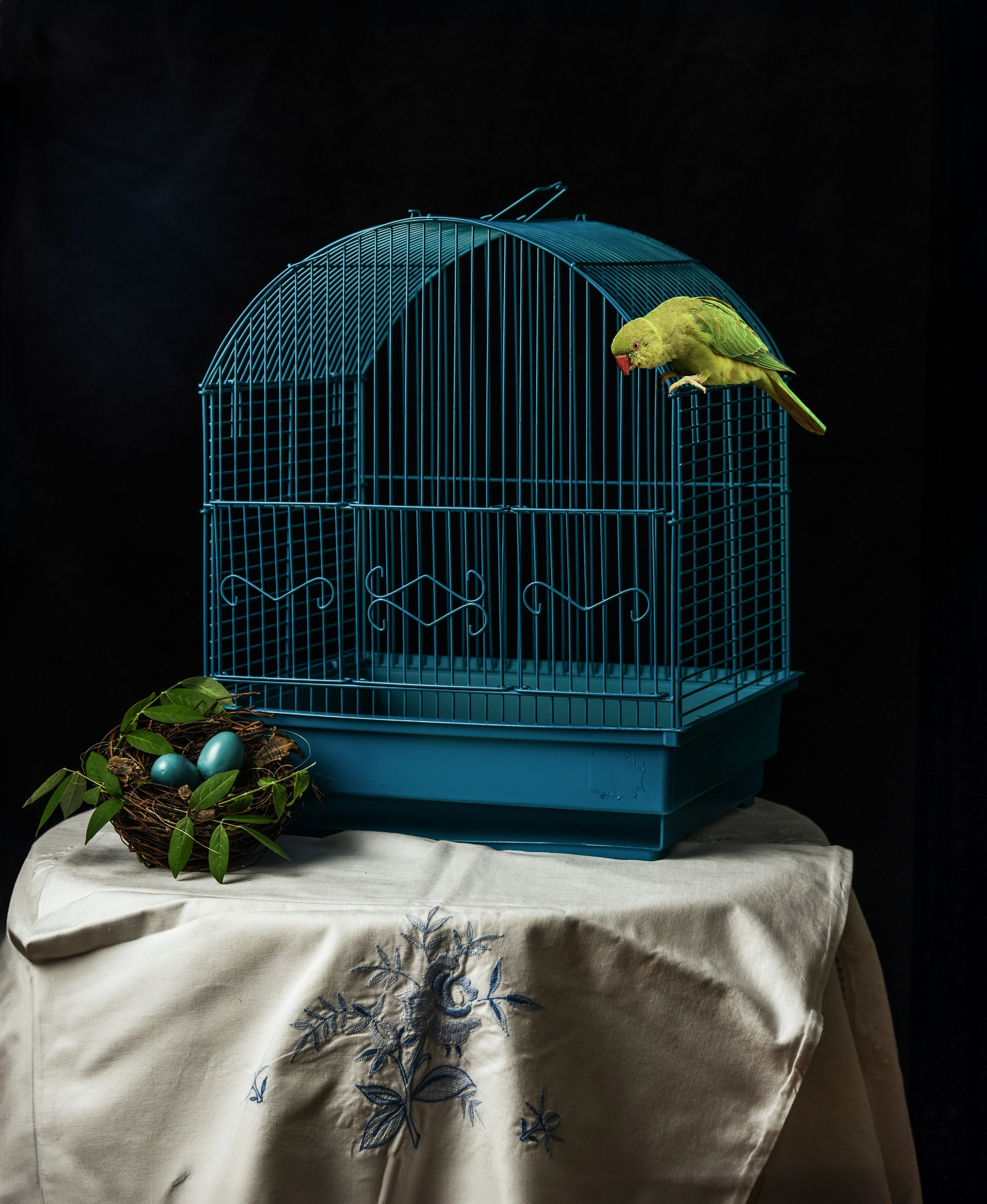 Green parrot perched on a blue birdcage, eyeing a nest with blue eggs on a tablecloth.