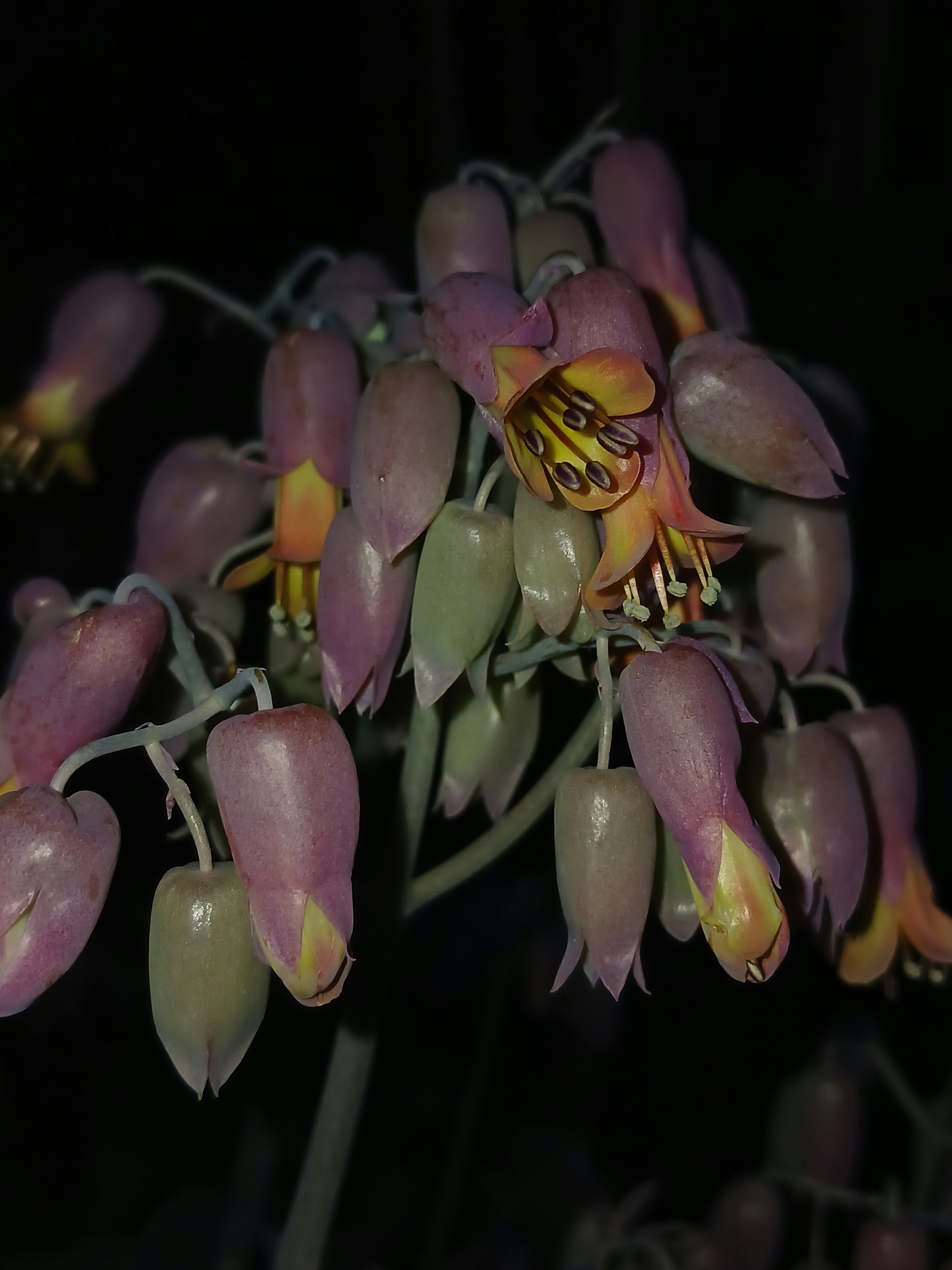 Midnight Bell Cluster: An Intimate Macro of Purple Bells and Golden Stamen