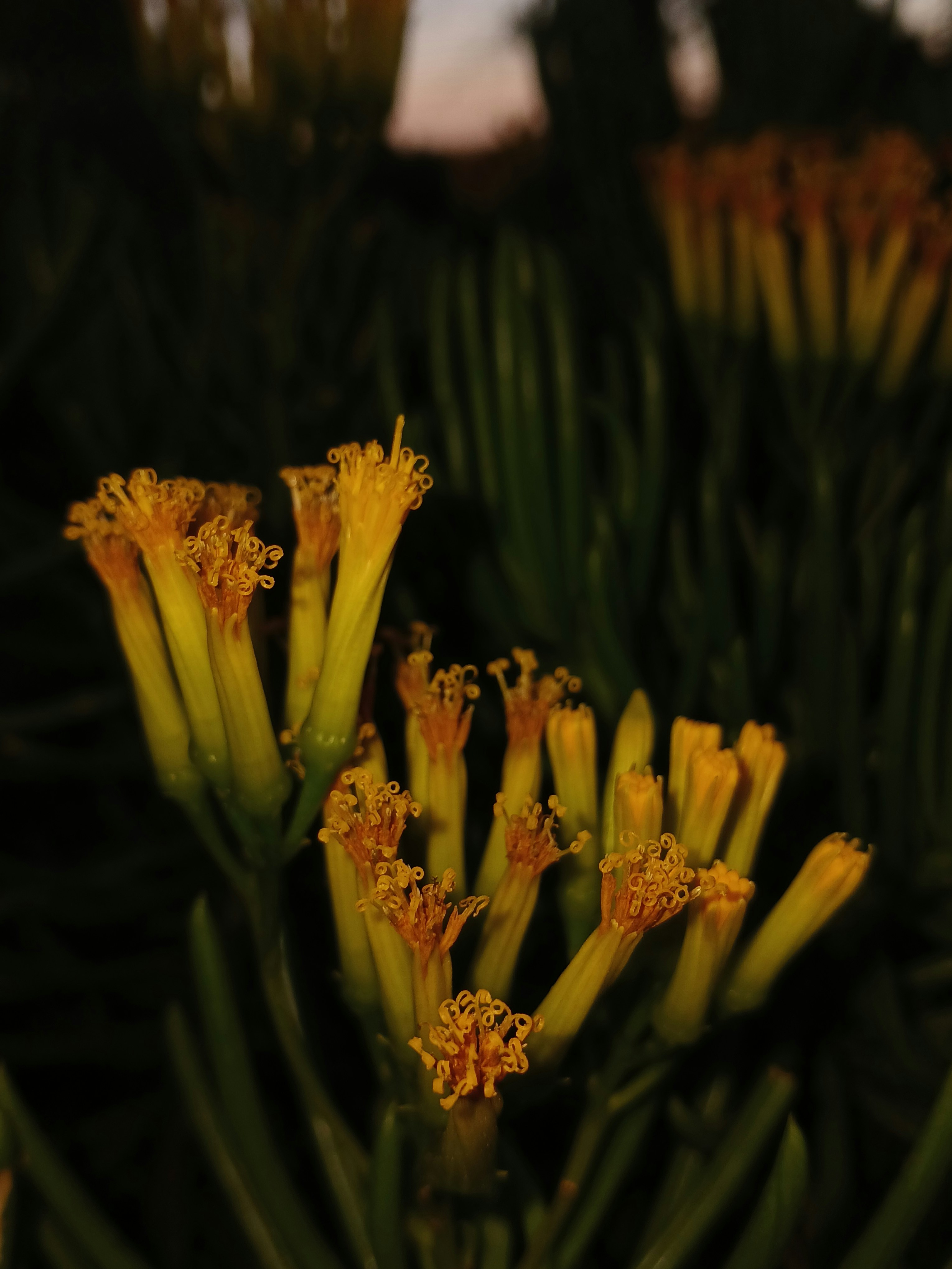 Close-up of warm yellow-orange tubular flowers clustered against dark foliage, captured in low light.