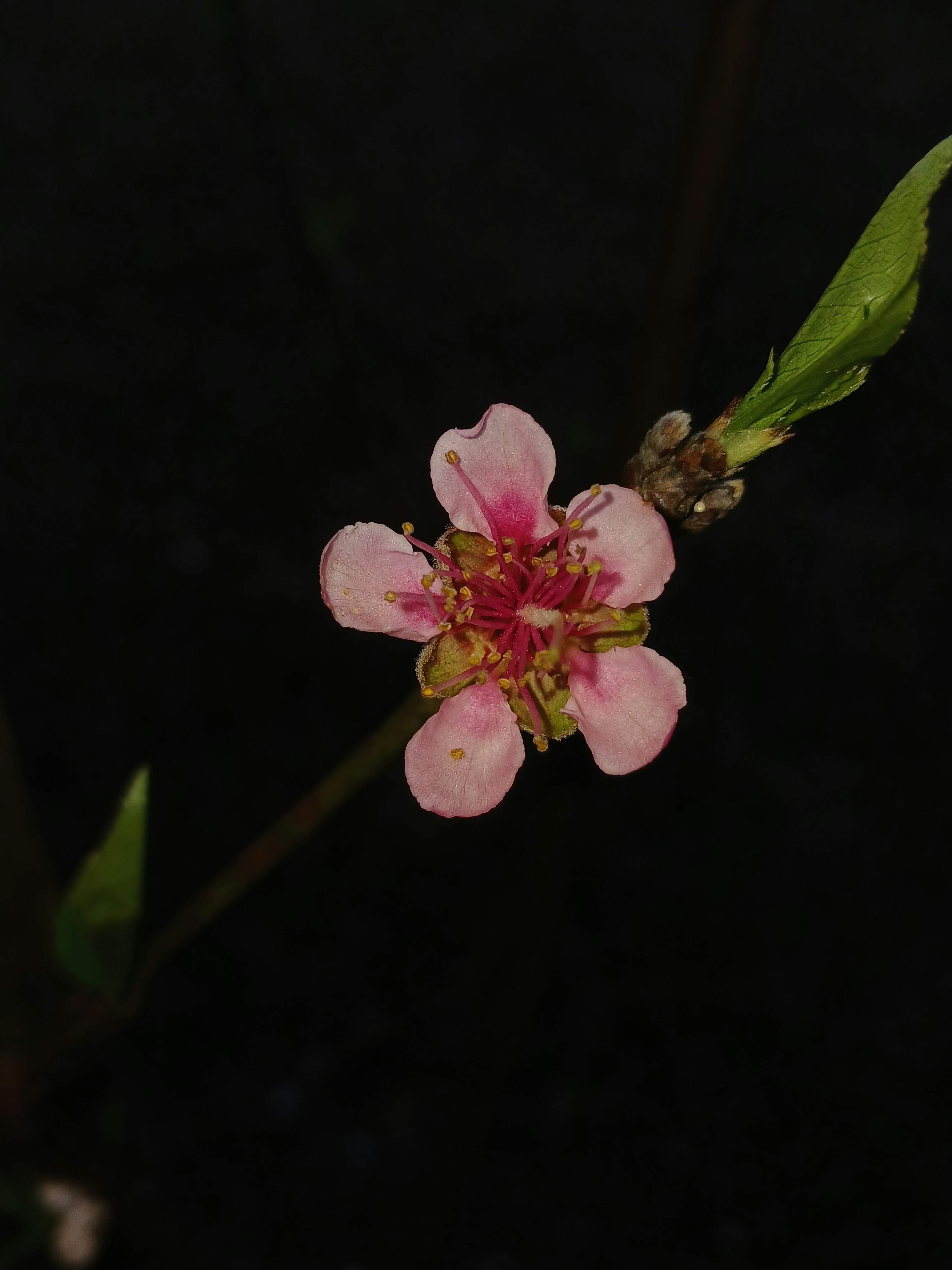 Macro close-up photograph of a pink flower against a dark background, highlighting delicate petals and central stamens.