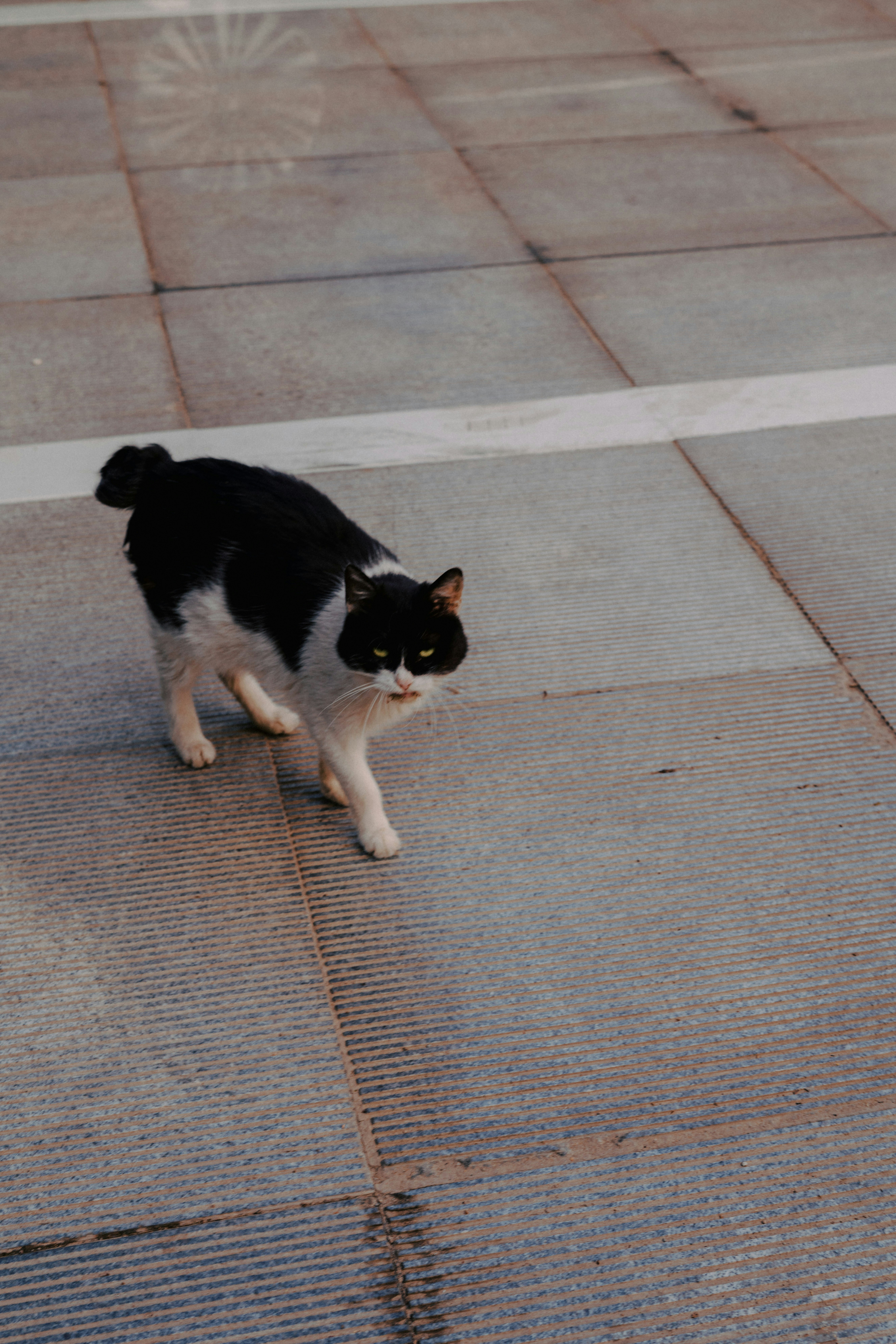Tuxedo on Sunlit Grid: A Cat's Quiet Patrol