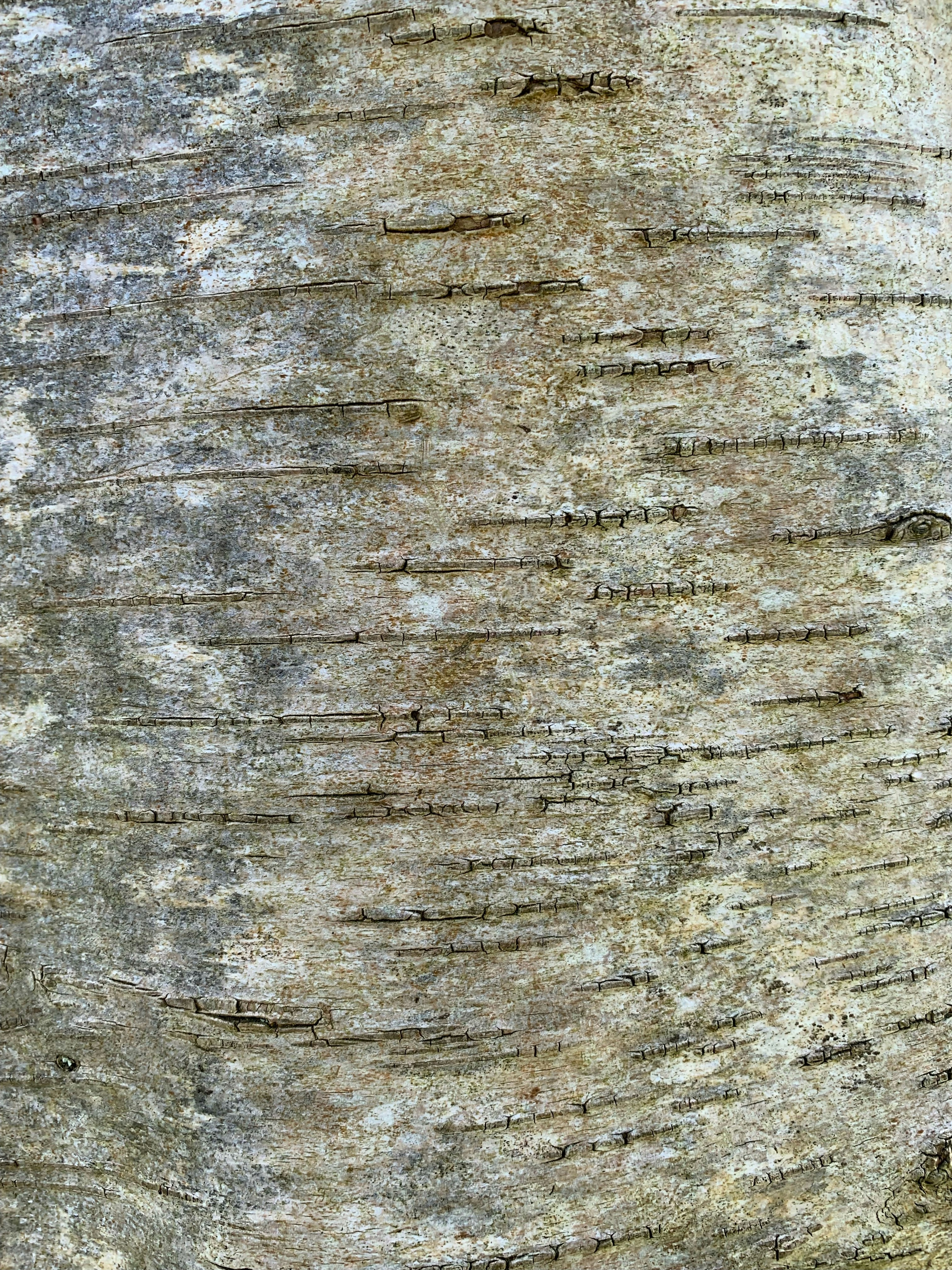 Nature's Textured Canvas