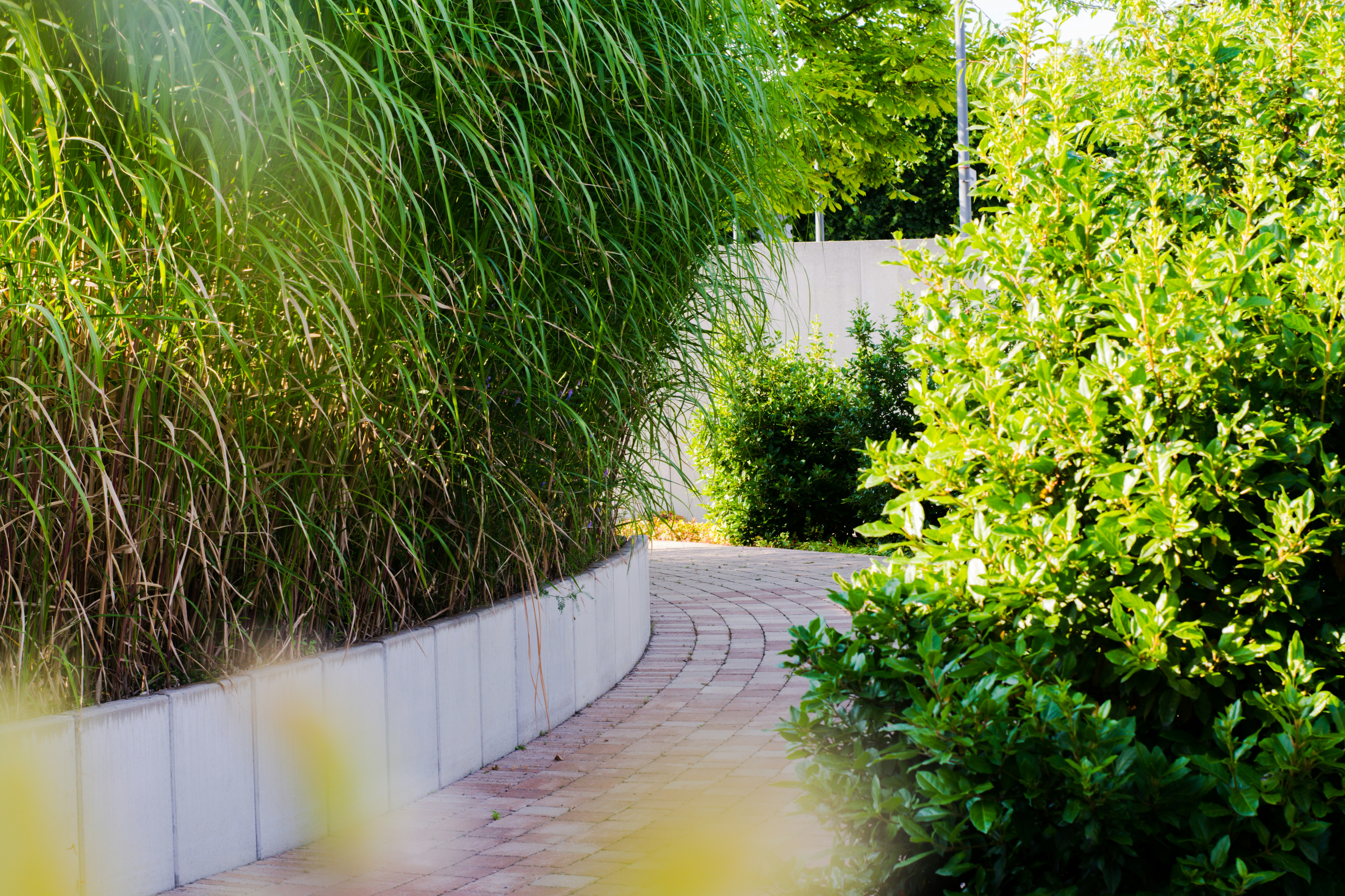 A brick walkway between two bushes and a sidewalk photo – Free Plant ...