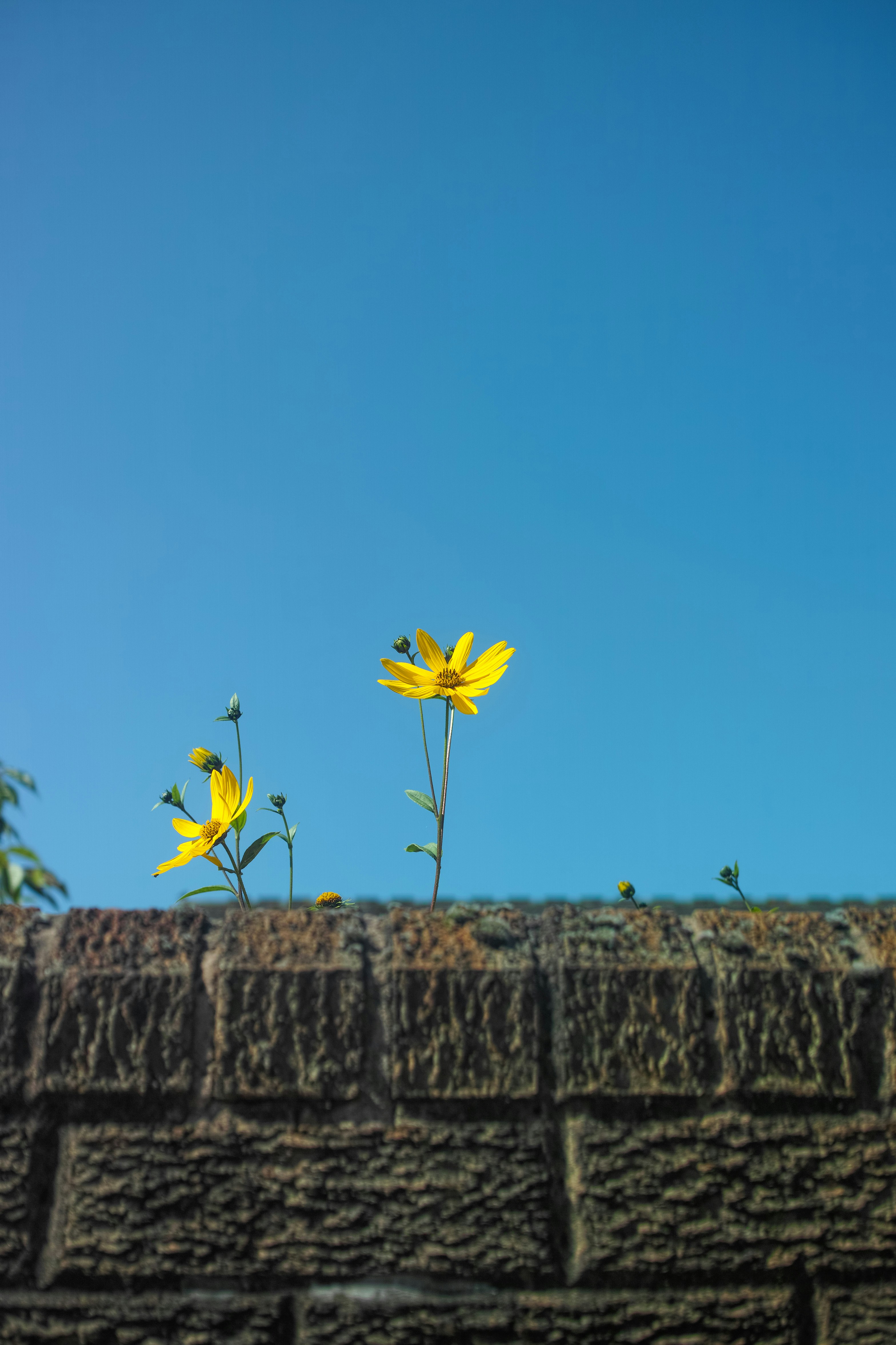 Bright yellow wildflowers grow from a weathered brick wall under a clear blue sky.