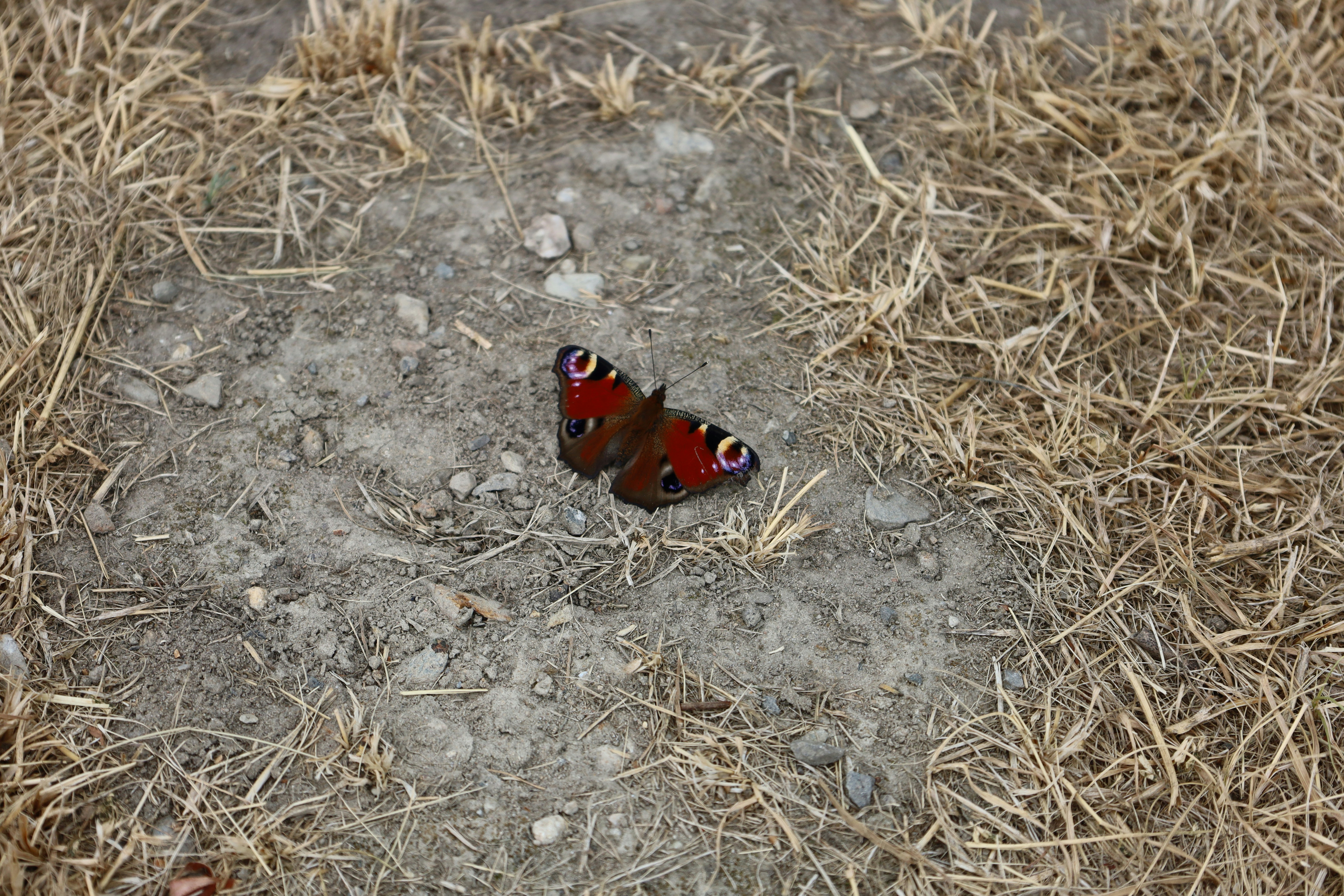 Crimson Wings on a Dusty Canvas