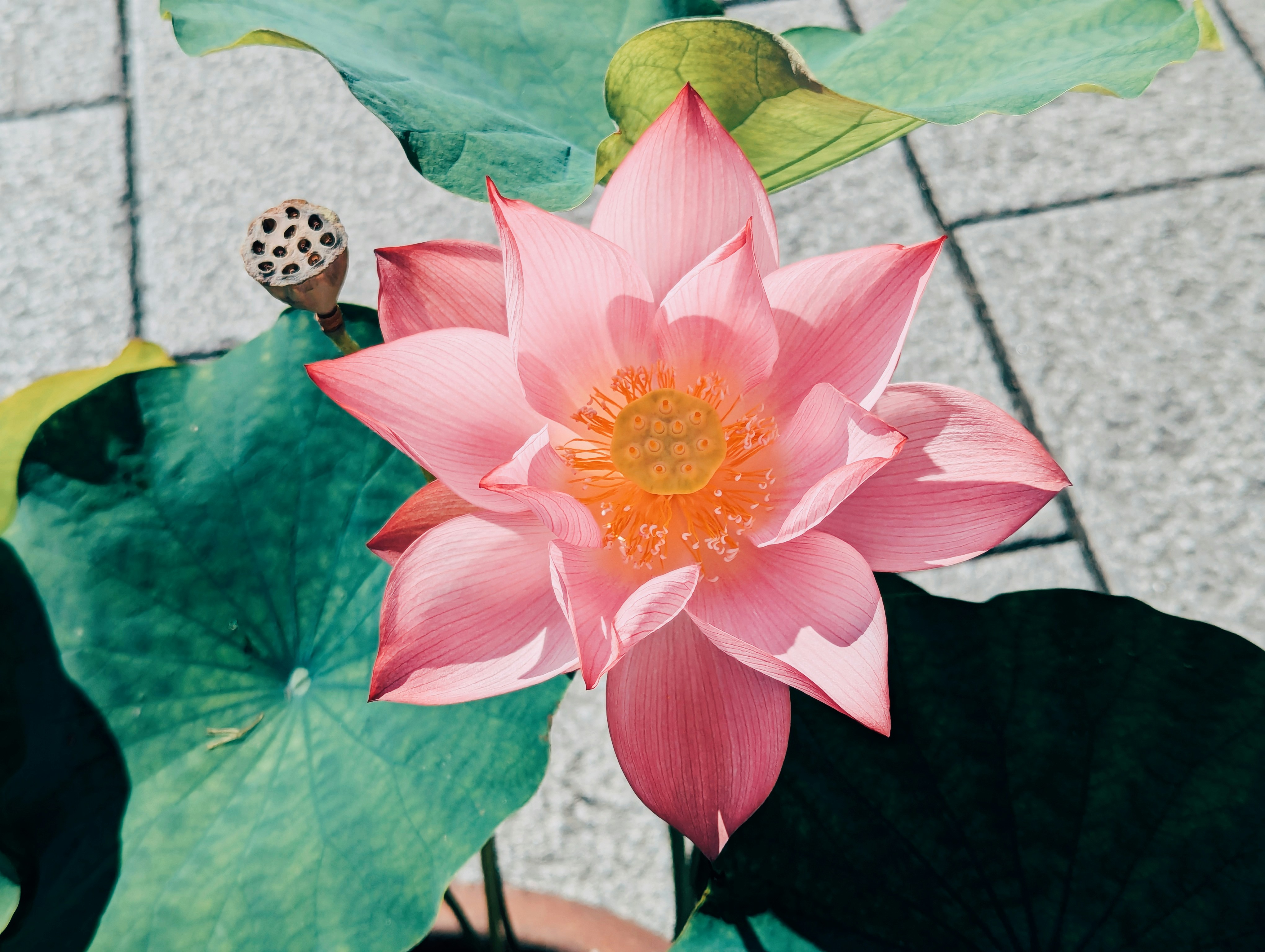 Close-up photograph of a pink lotus bloom with broad green leaves against a tiled surface.