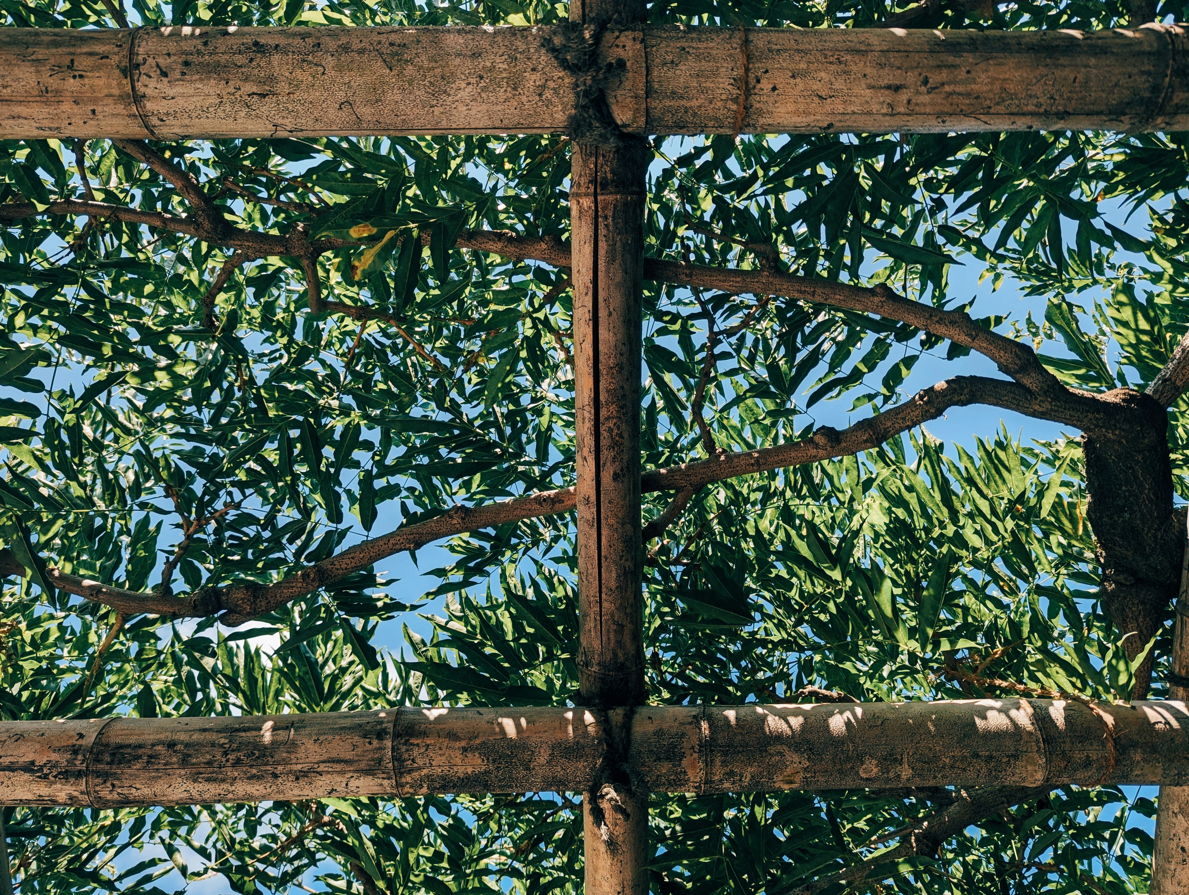 Crossed Arbors: Sunlit Fences Framing a Leafy Sky