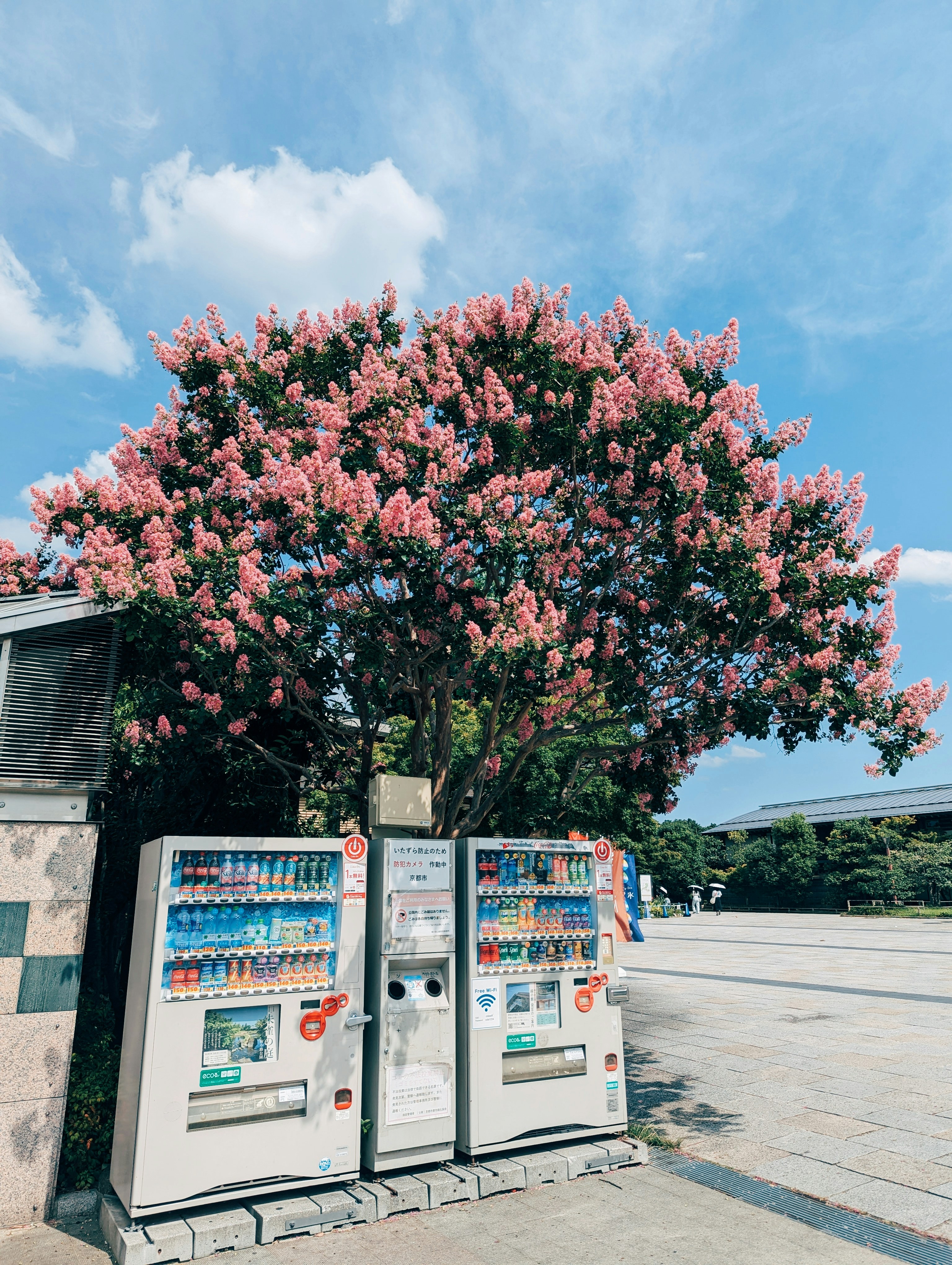 Petal Crown Over Concrete: A Pink-Flowered Tree Framing a Quiet Plaza